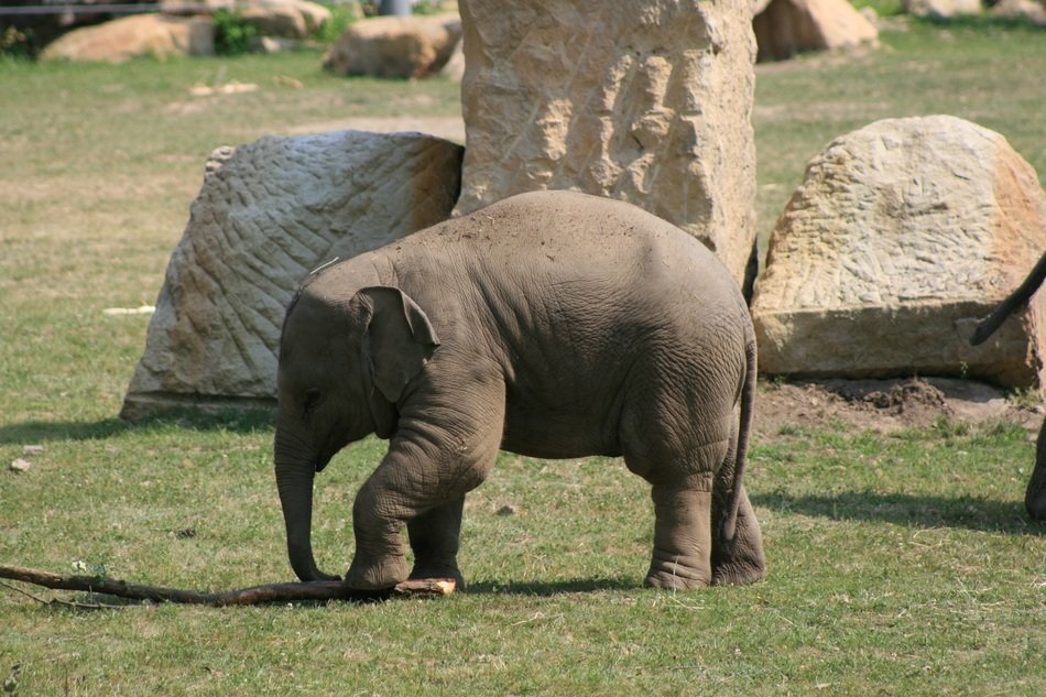 Little baby elephant in the prague zoo free image download