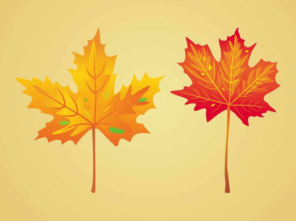 Orangeand red Autumn Maple drawing free image download