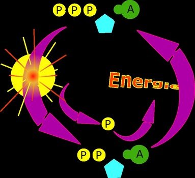 Metabolism in cell, drawing free image download