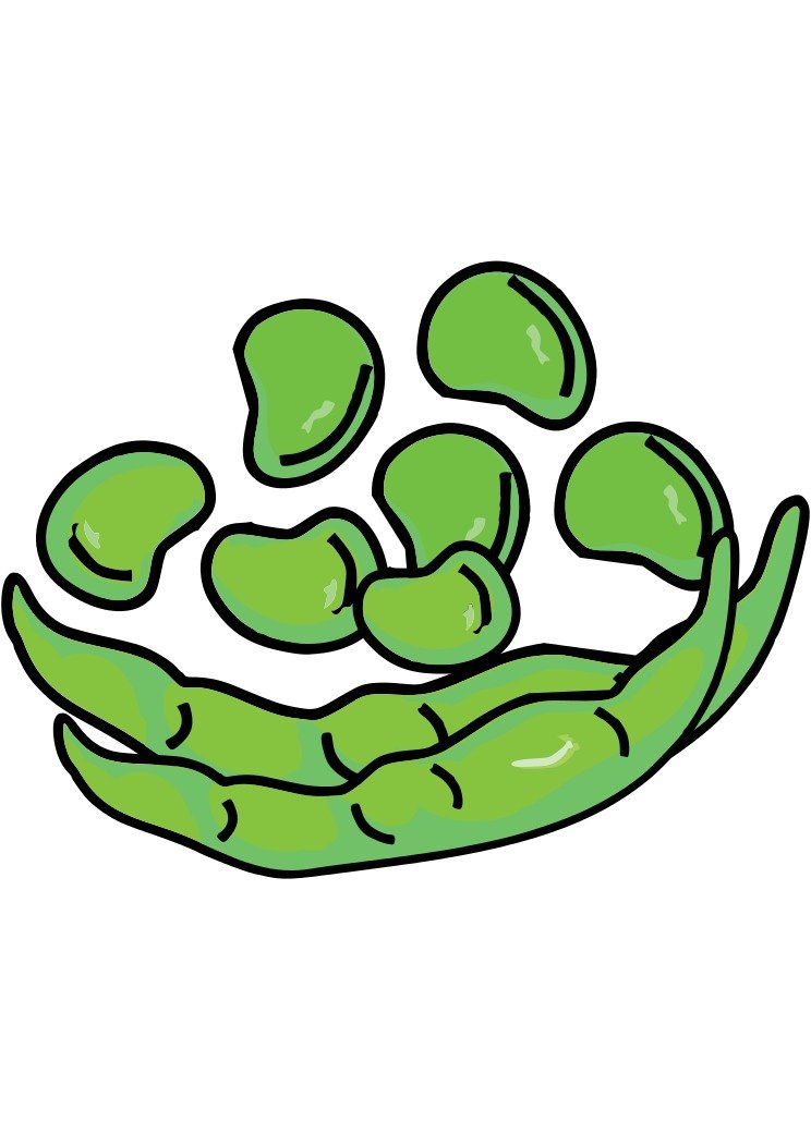 Fava Beans drawing free image download