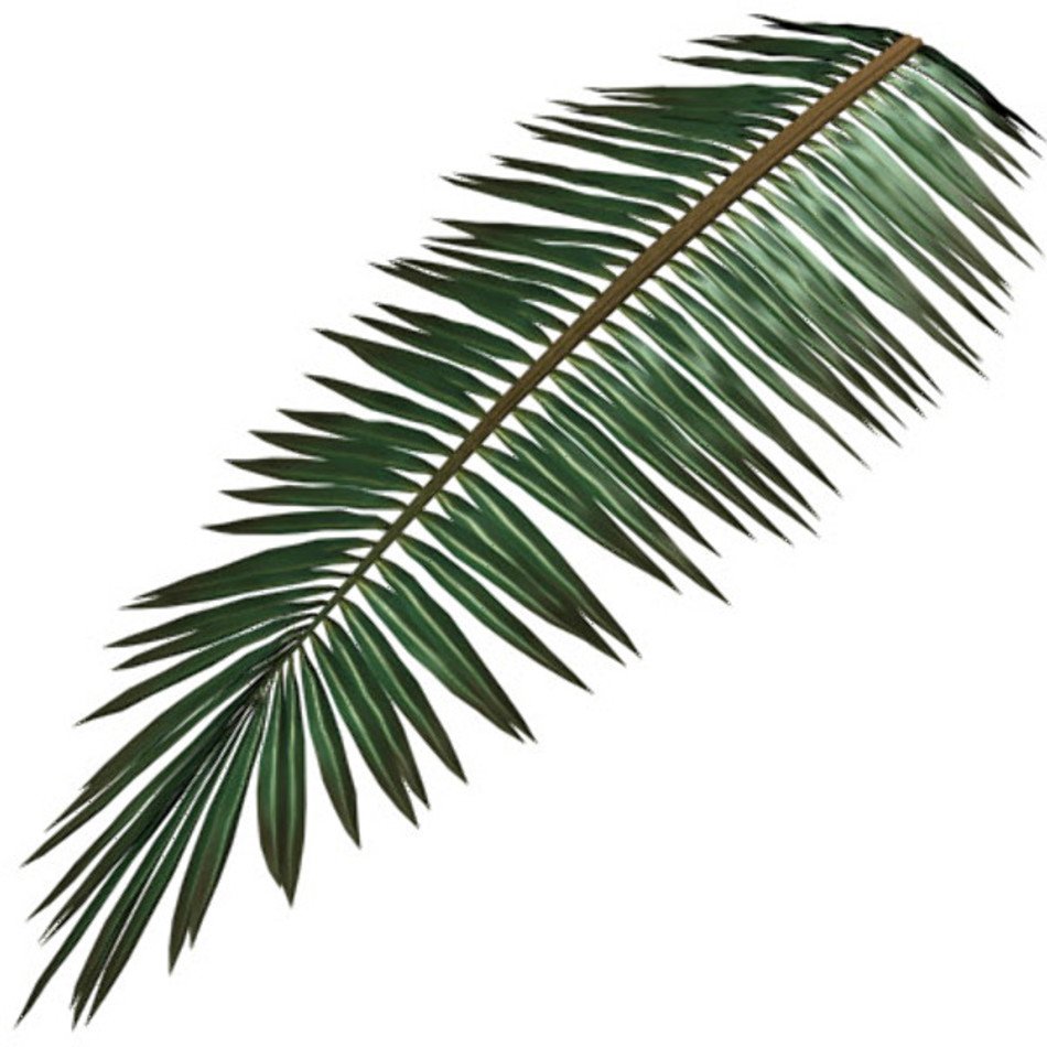 Palm Branches 3d Branch free image download