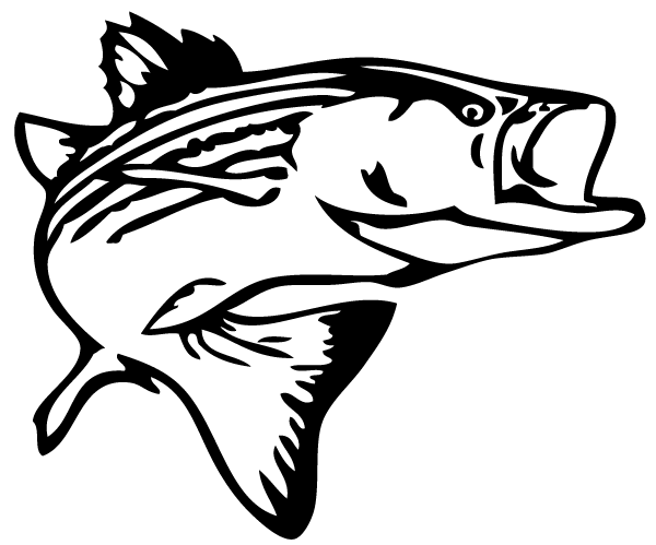 Rockfish Striped Bass Decal Vinyl Rock Fish free image download