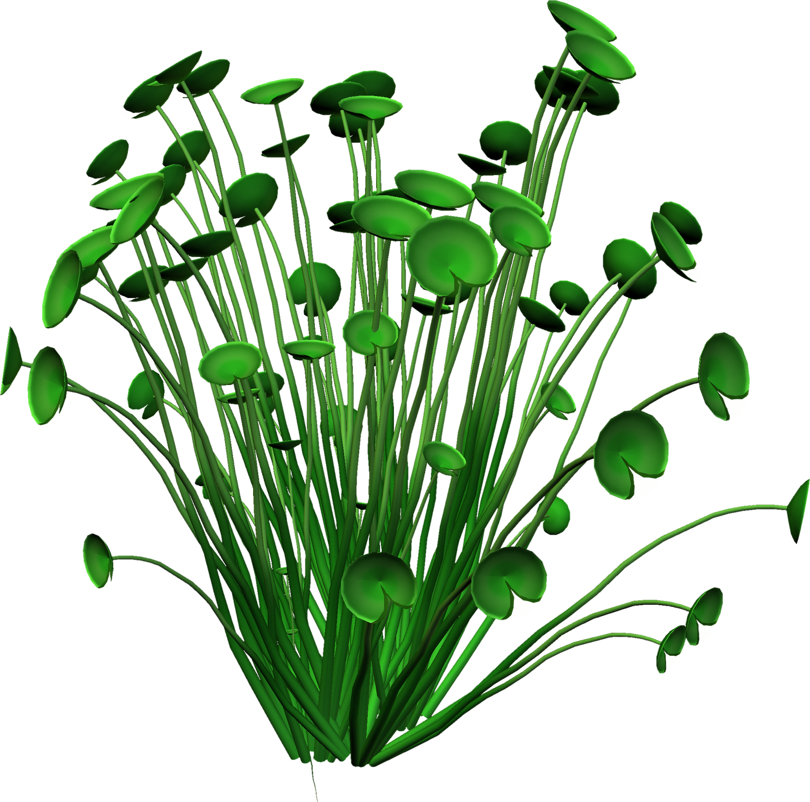 Painted swamp plant free image download