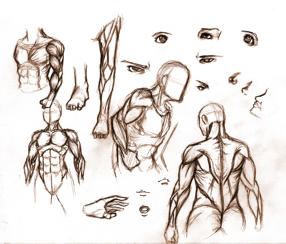 Drawings of people with muscles free image download