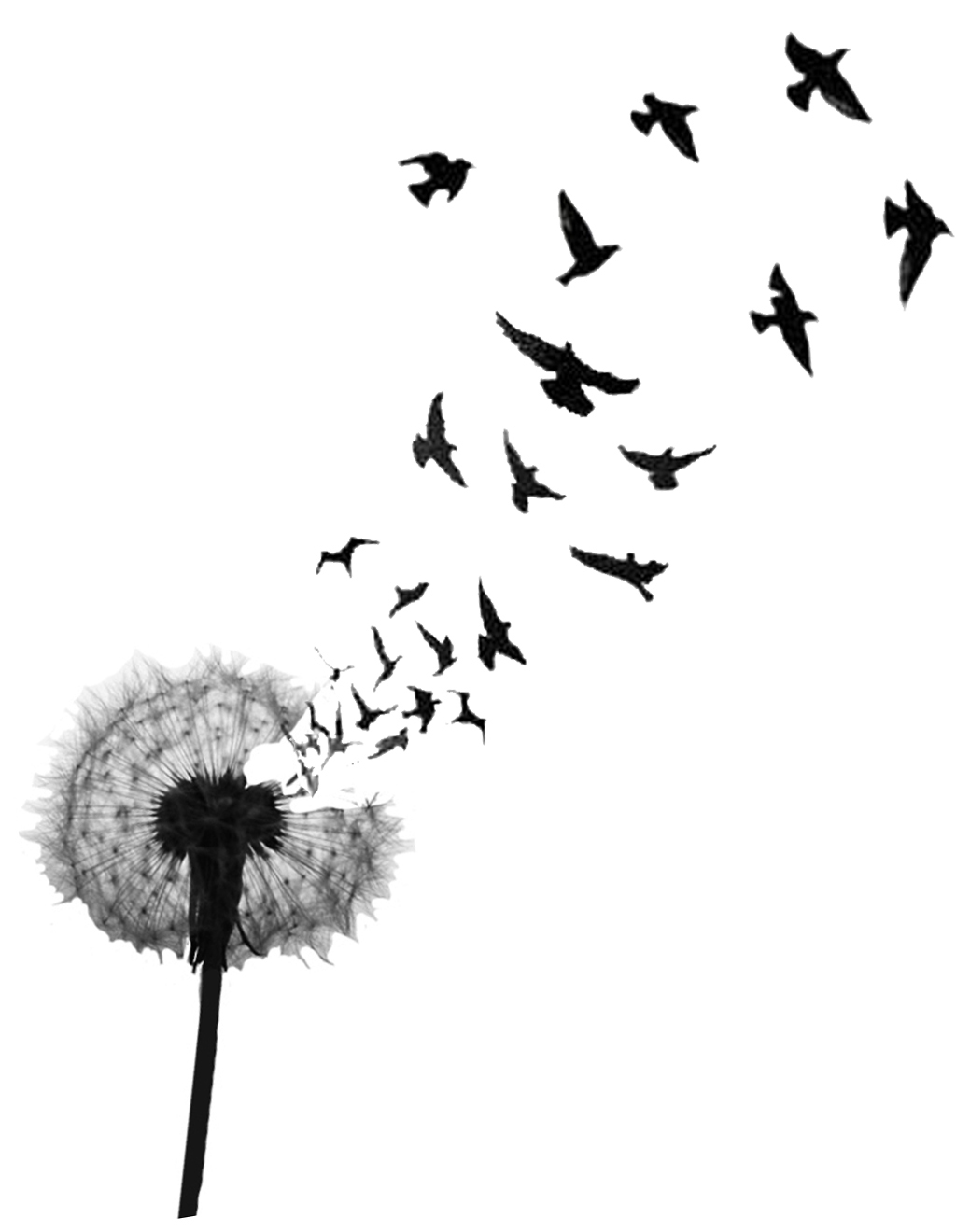 Dandelion with birds free image download