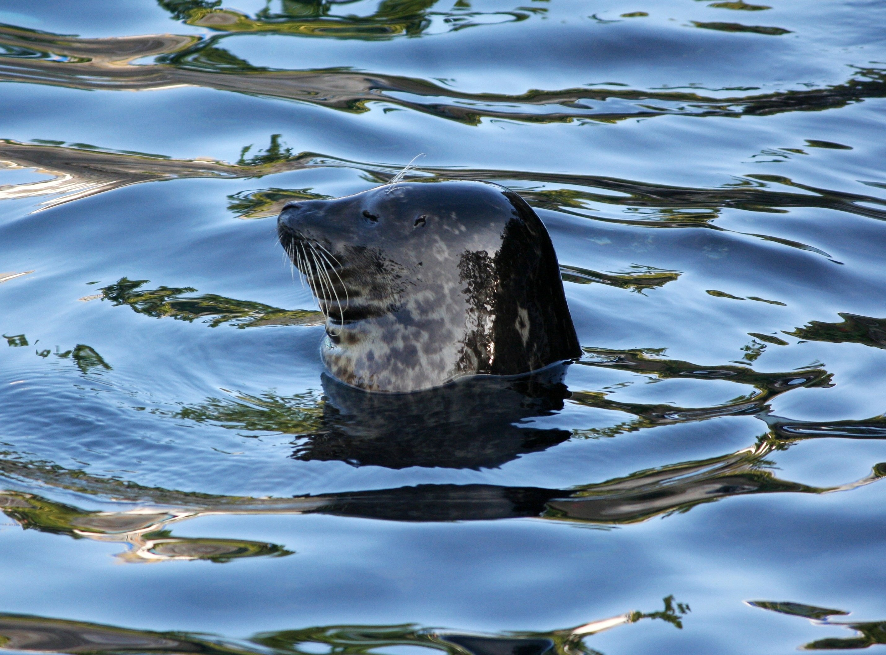 Seal head above the ocean free image download