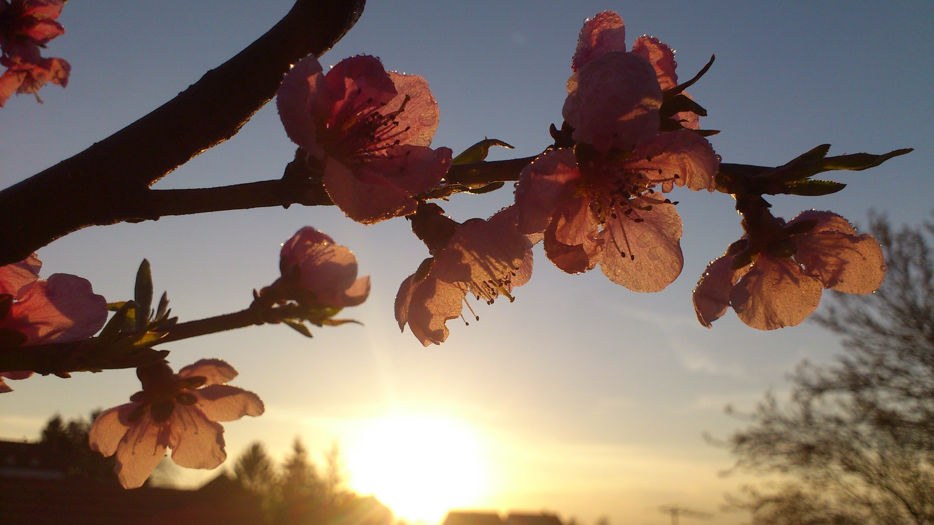 Sakura in the sunset light free image download
