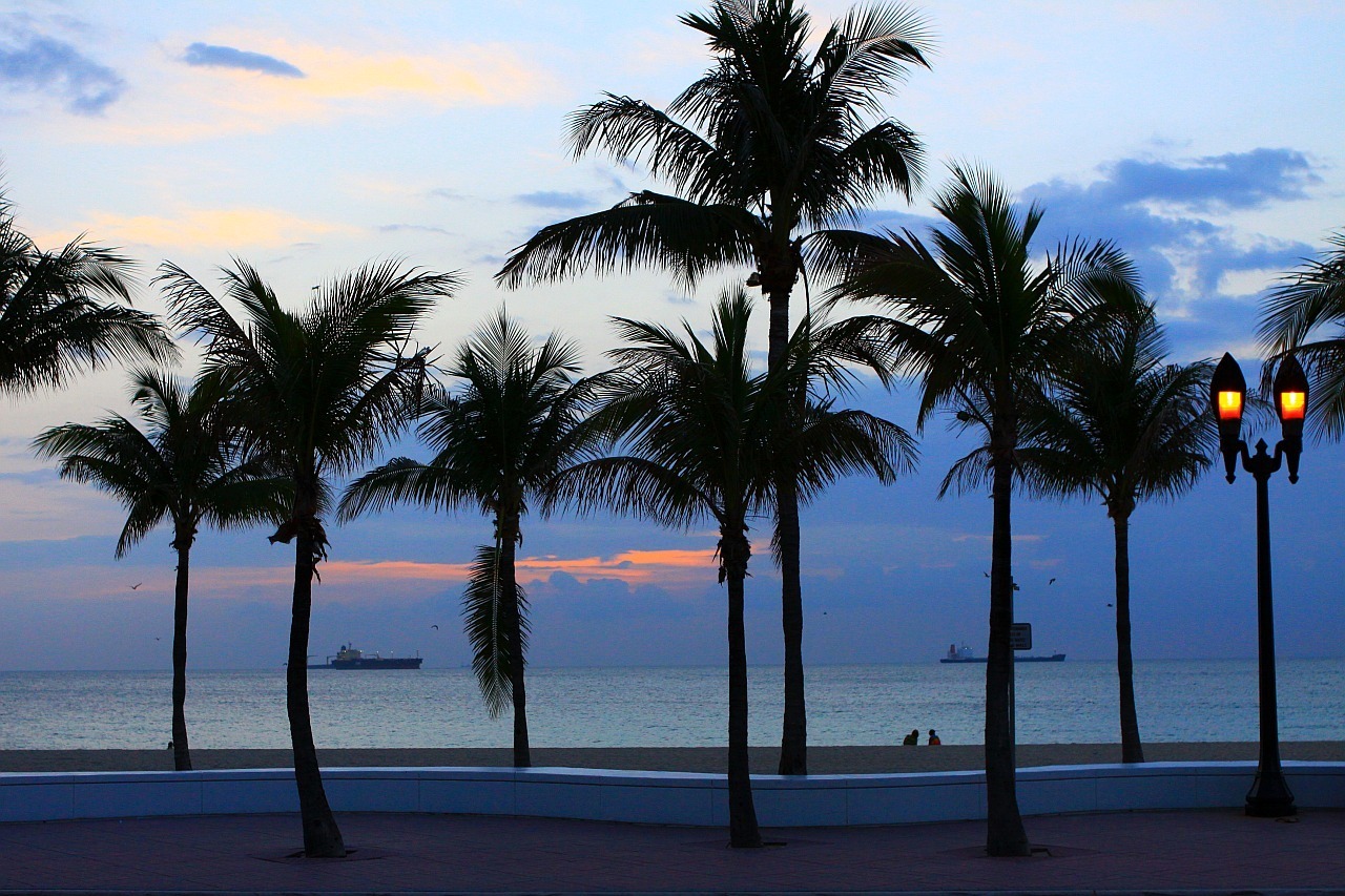 Charmingly beautiful palms free image download