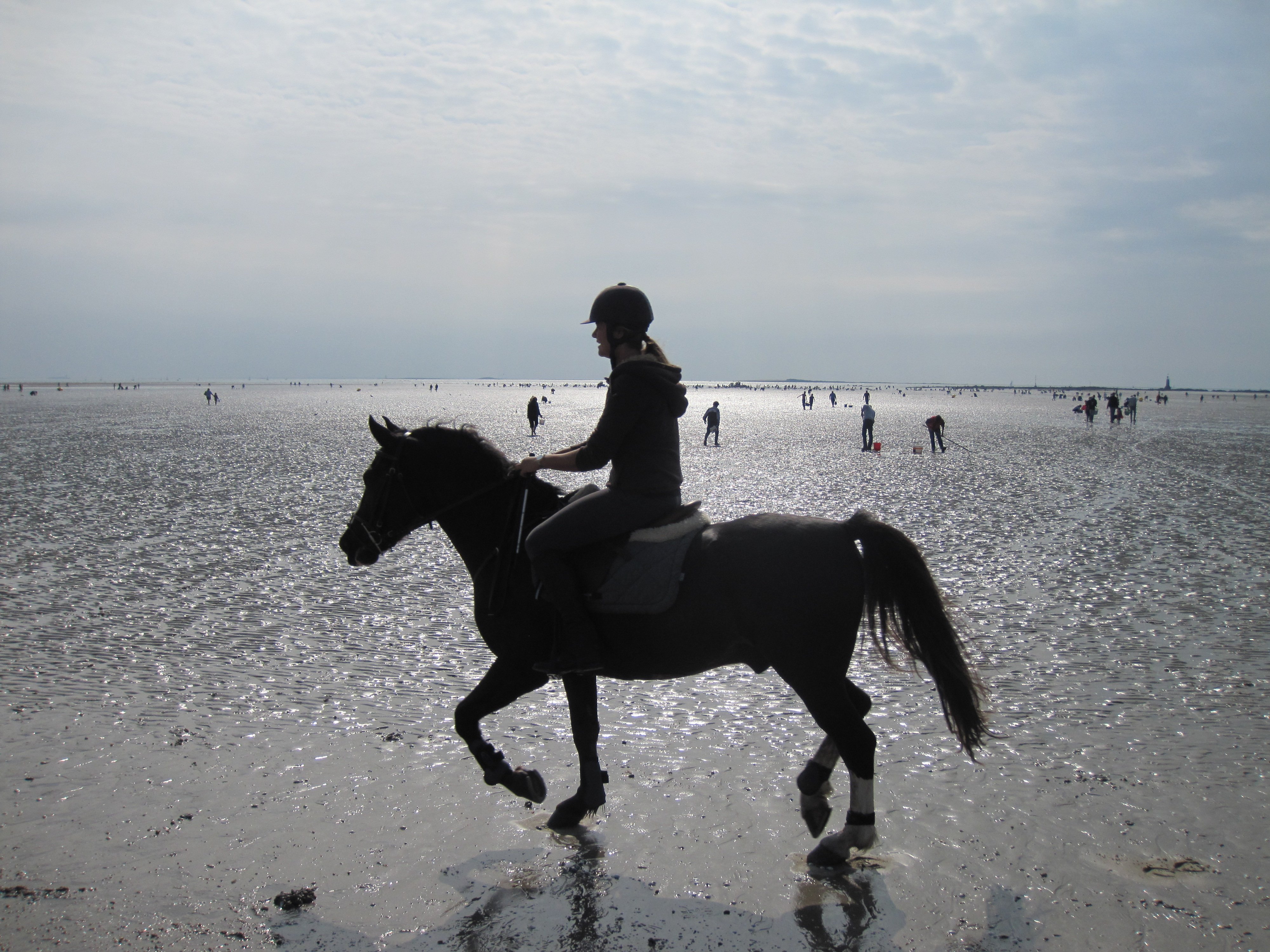 Male horse raider on beach free image download