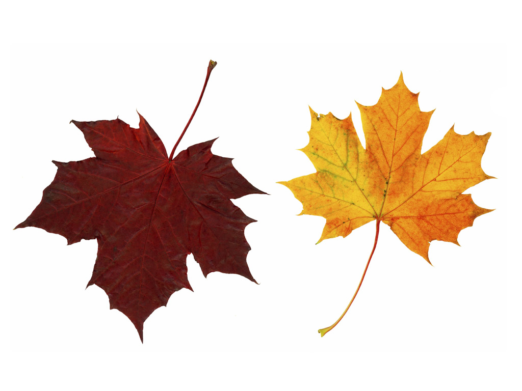 September Leaf drawing free image download