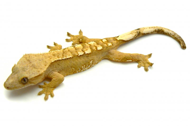 Tri-Colored Gecko close up free image download