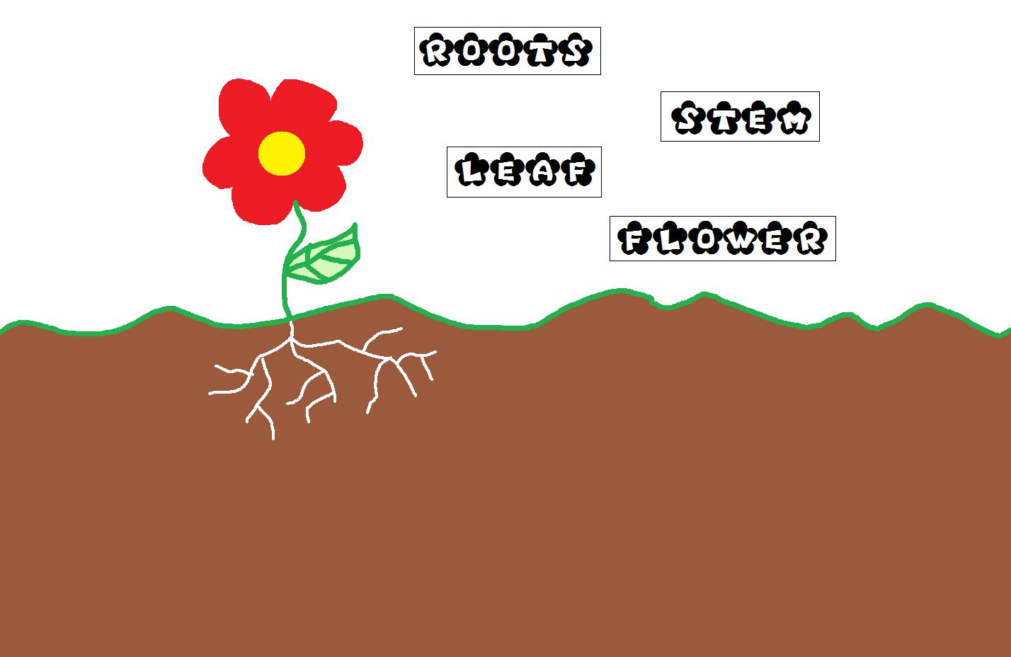 Flower With Roots drawing free image download