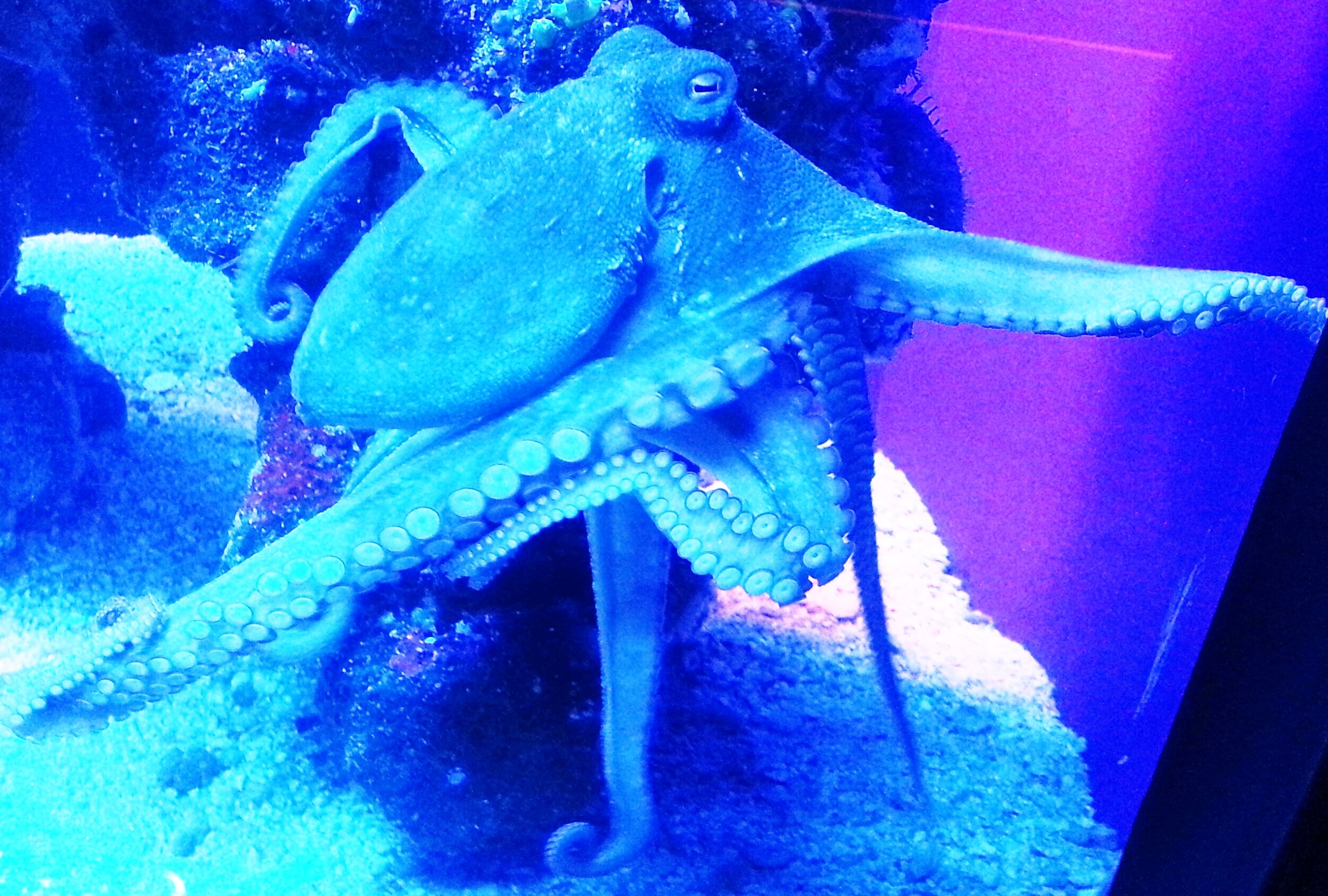 Octopus in a blue backlit aquarium free image download