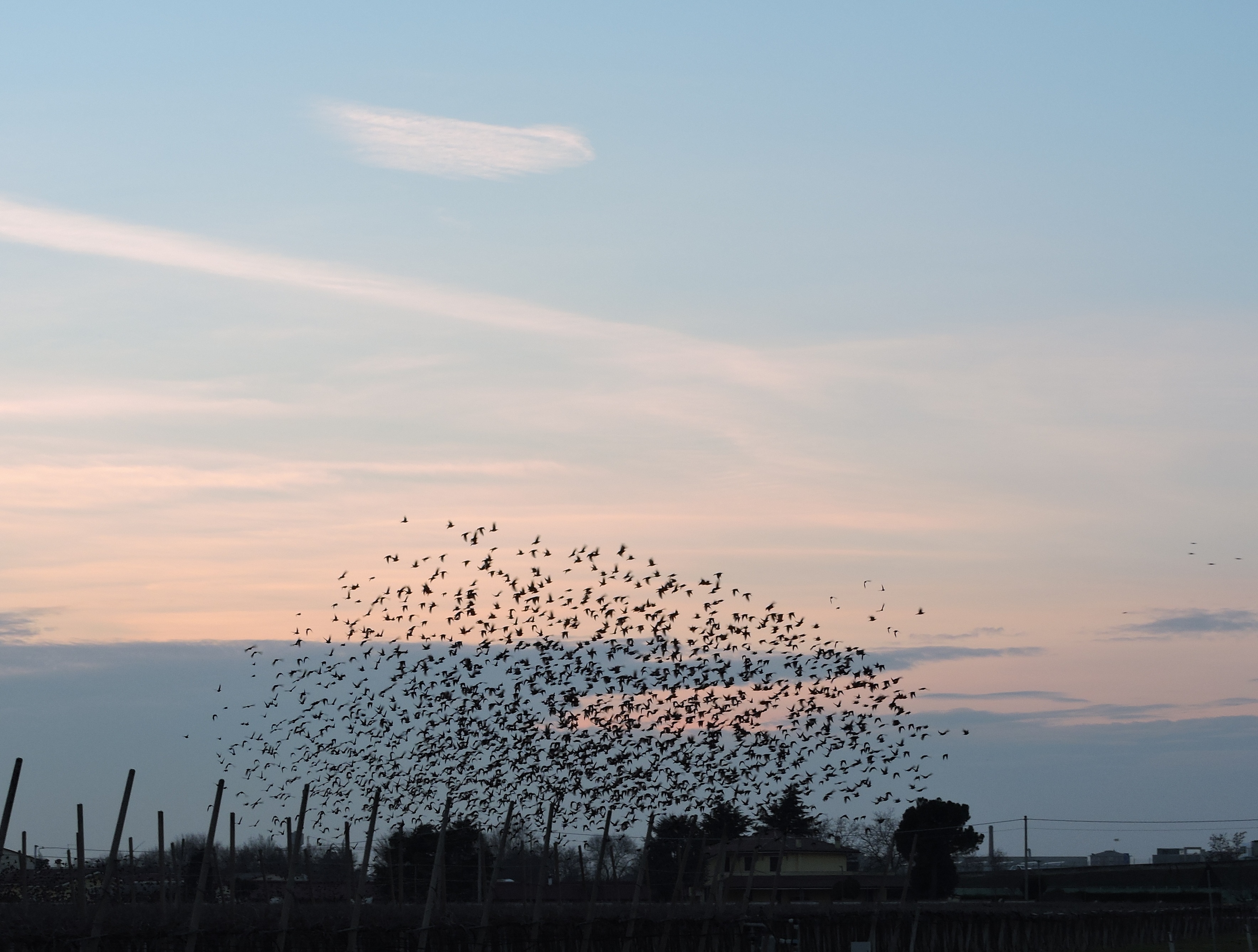 Flying bird flock free image download
