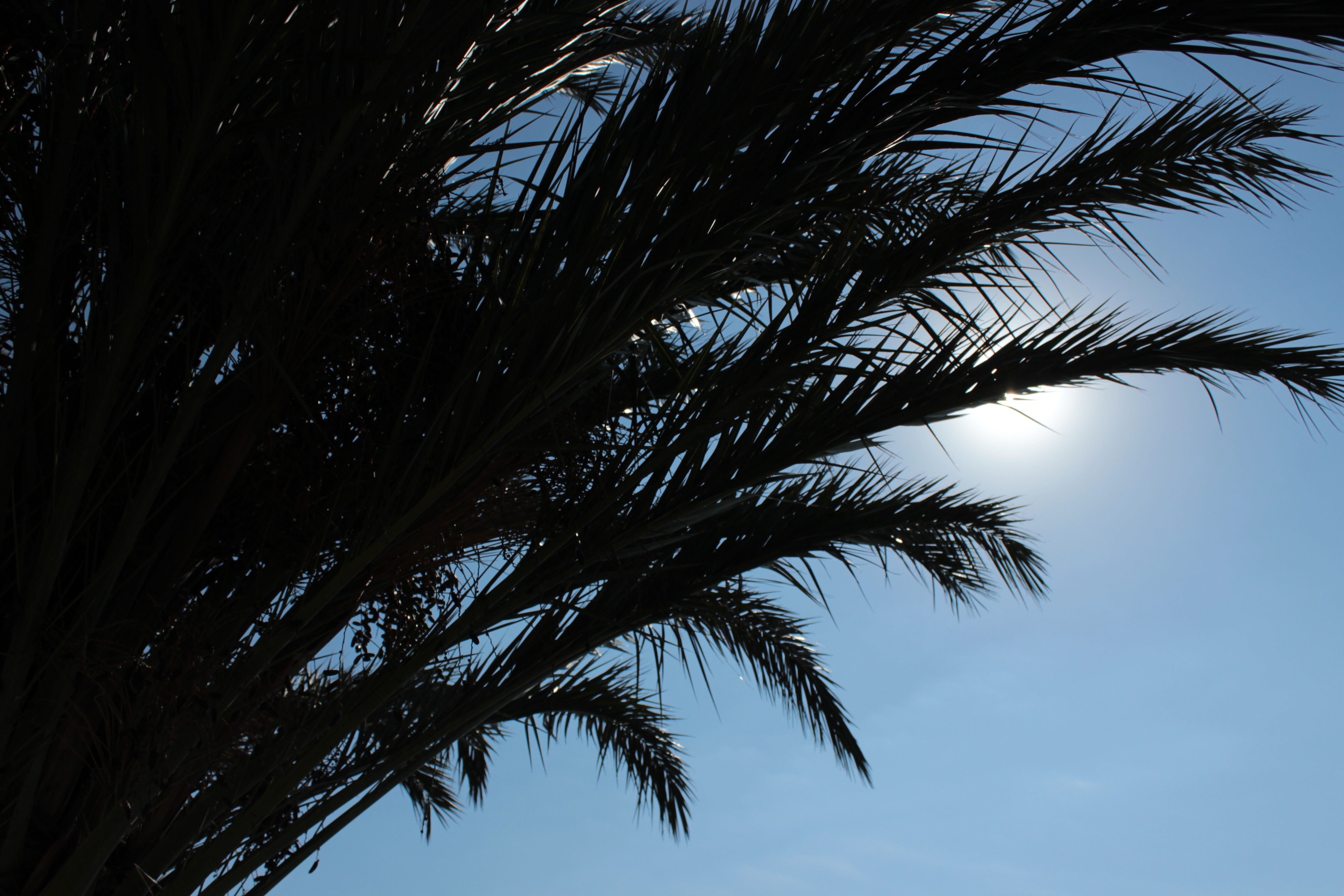 Palm trees at the backlight free image download