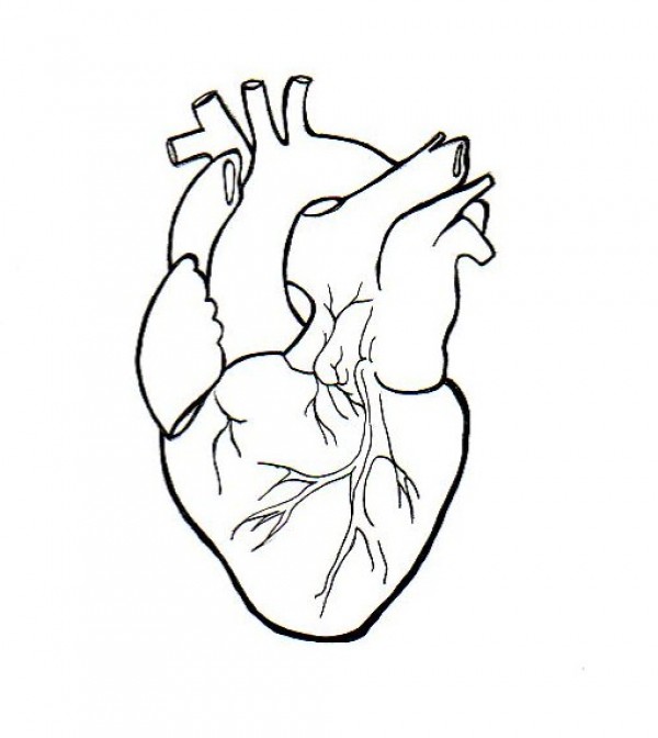 Human How To Draw A Heart Step Simple Anatomical Drawing Free Image human-how-to-draw-a-heart-step-simple-anatomical-drawing-free-image