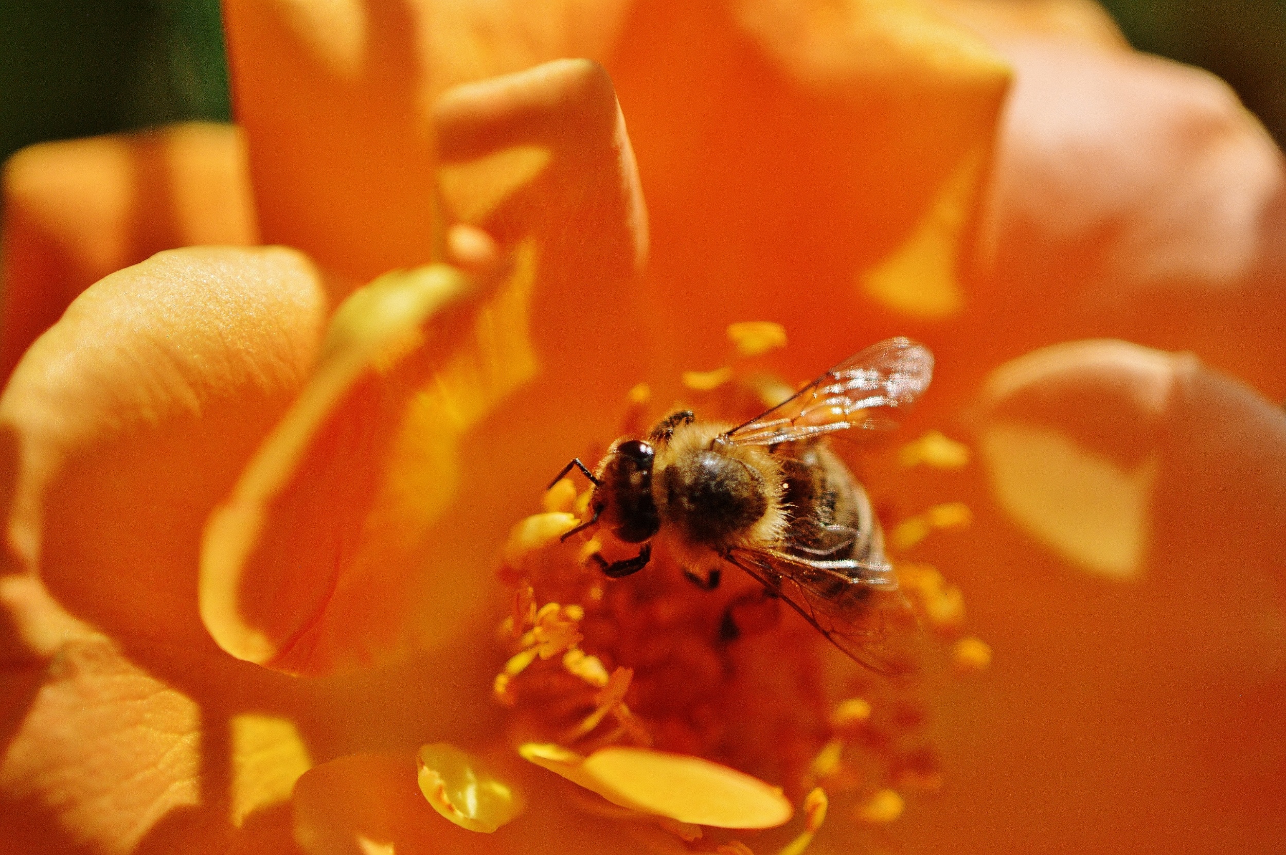 An insect collecting pollen from an orange rose free image download