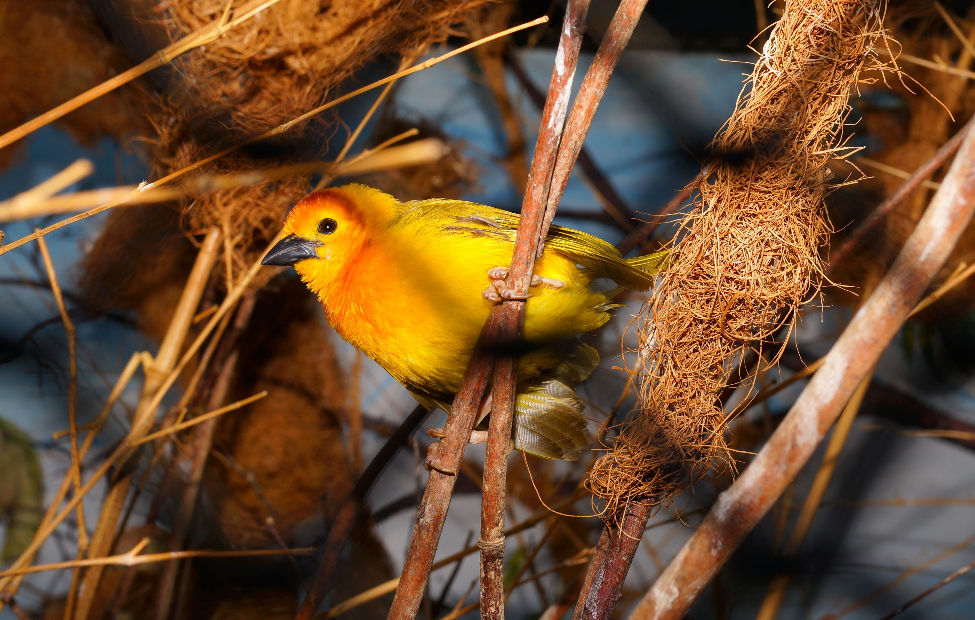 A yellow exotic bird on a branch free image download