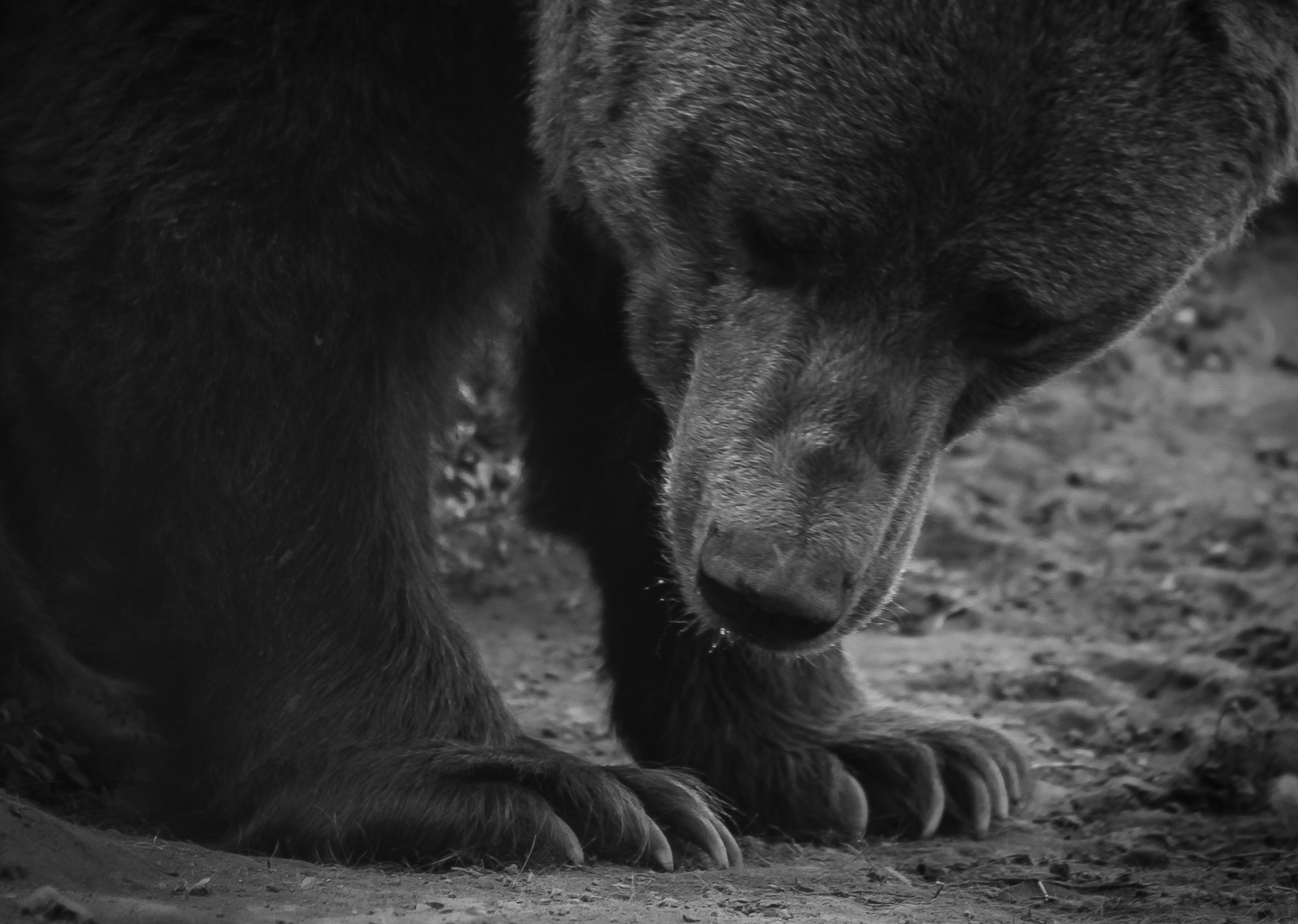 Brown bear's paws close-up free image download