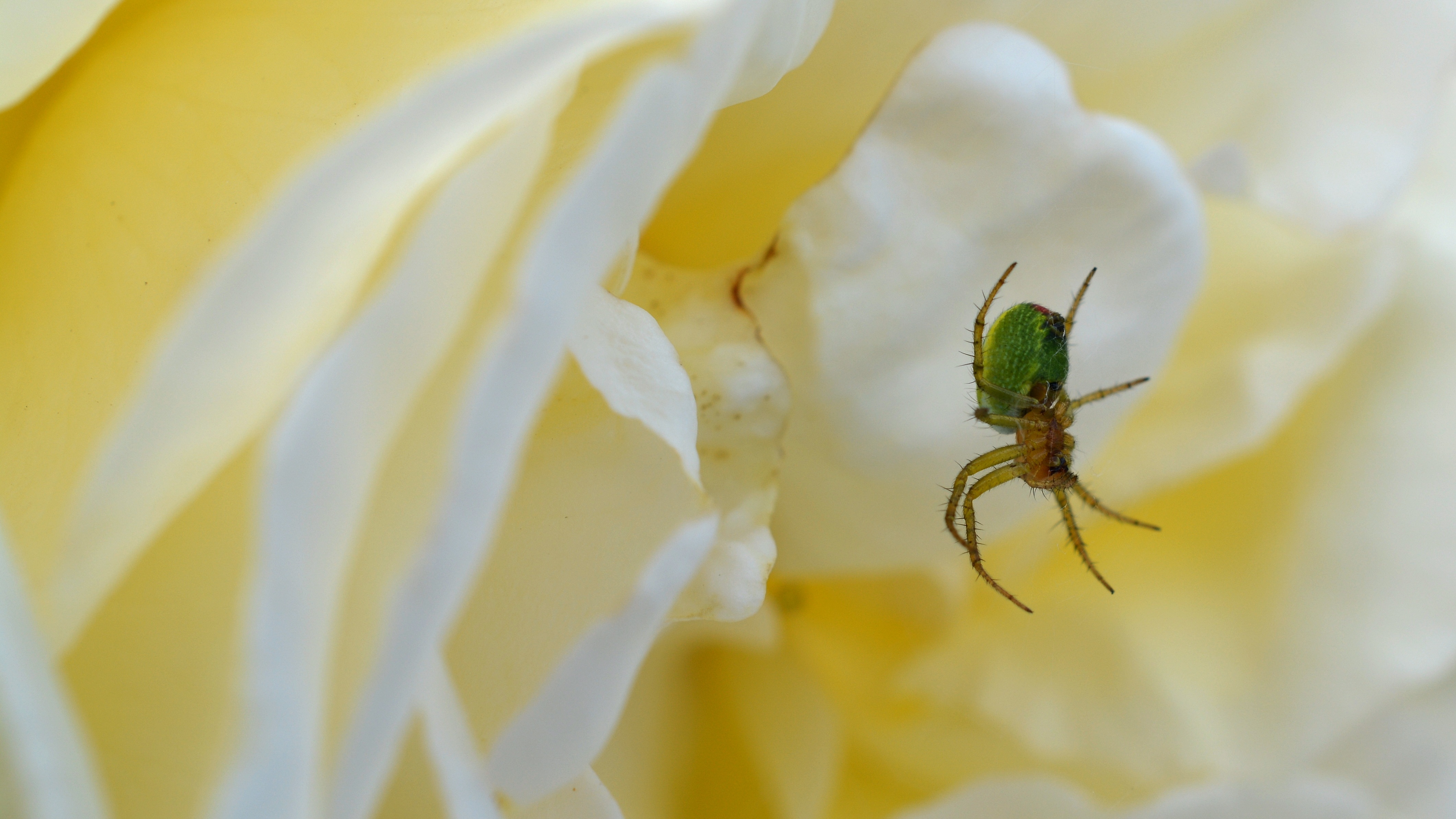 Spider on the rose free image download