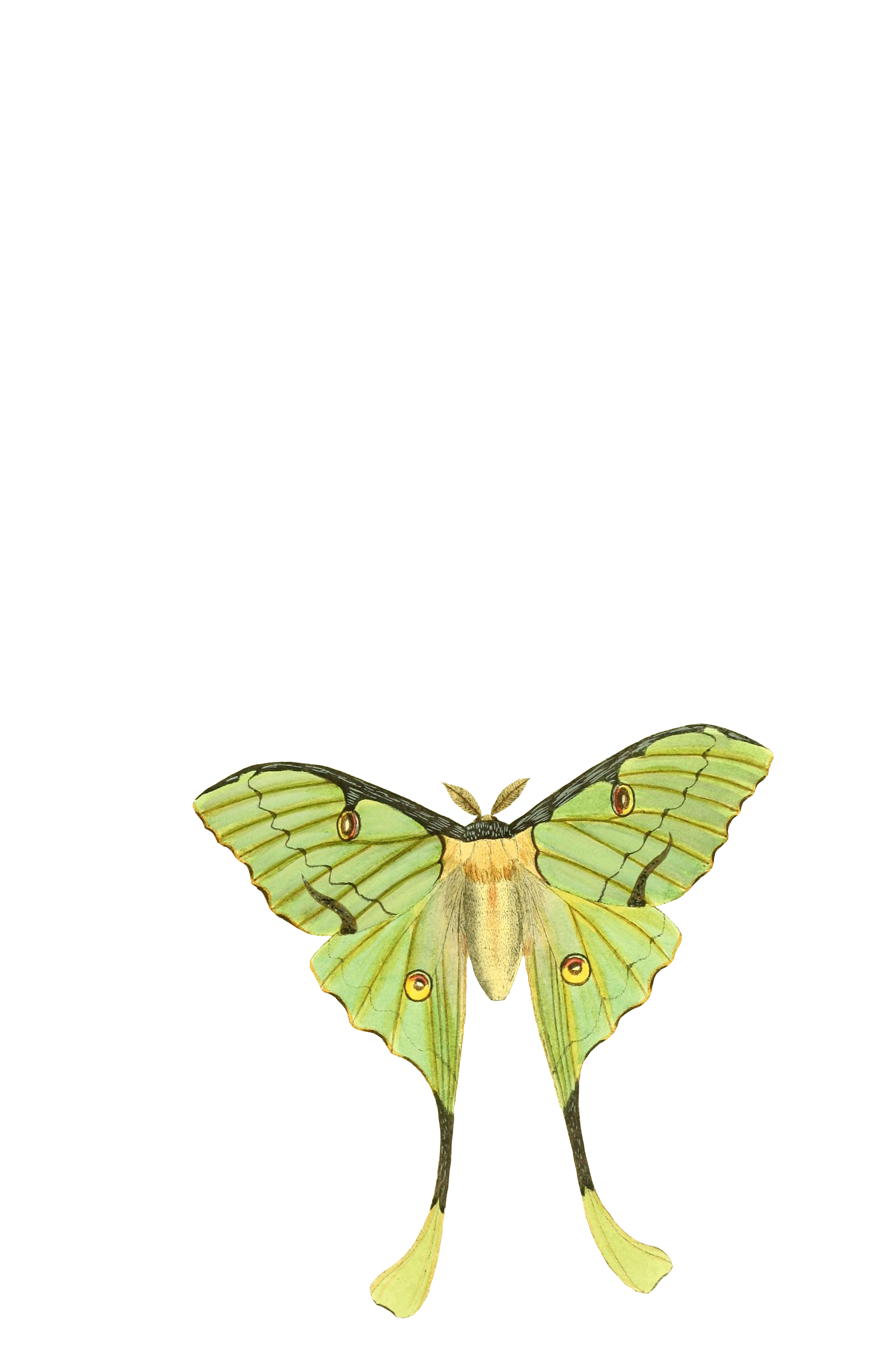 Green Butterfly draft free image download