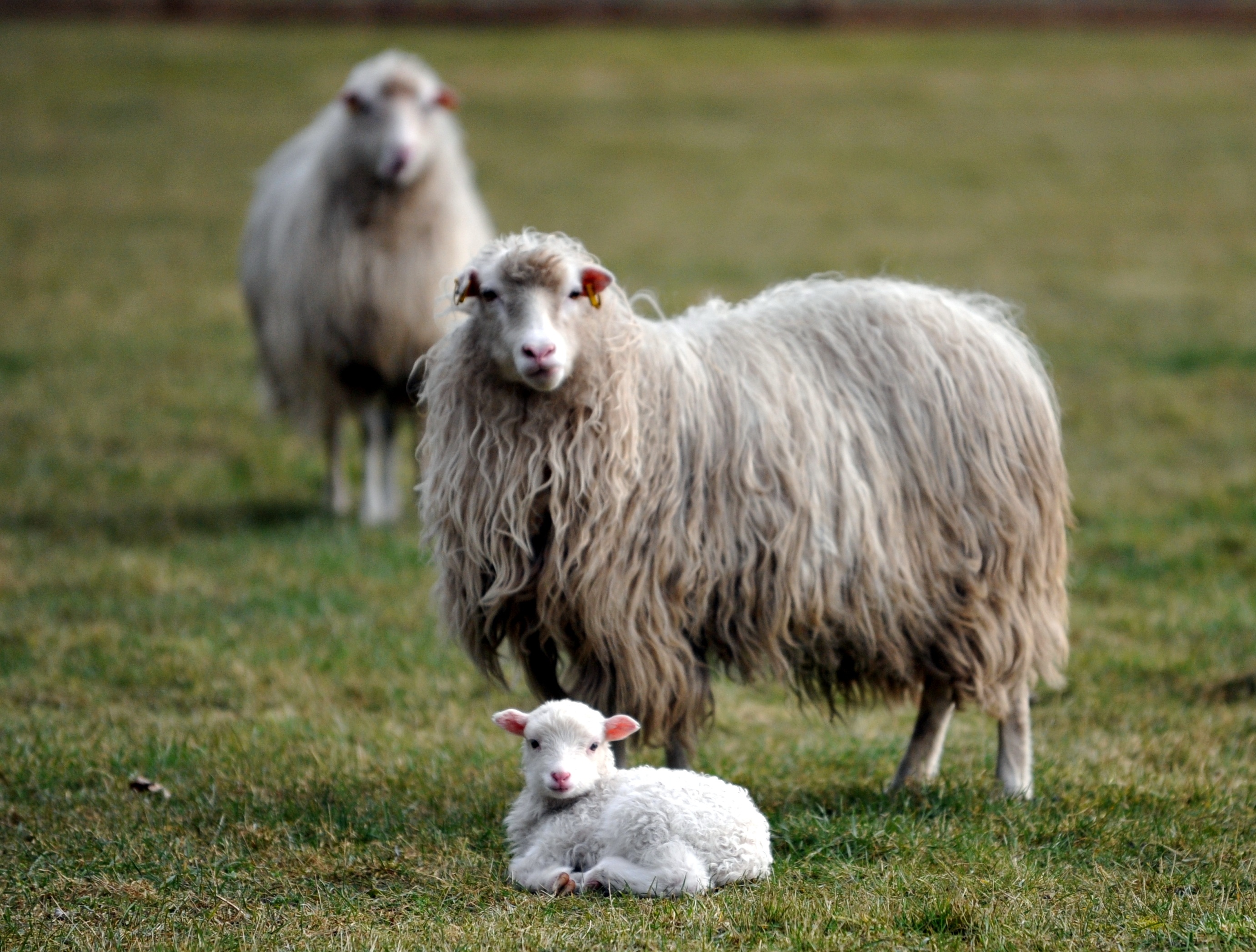 Wonderful and beautiful Lamb free image download