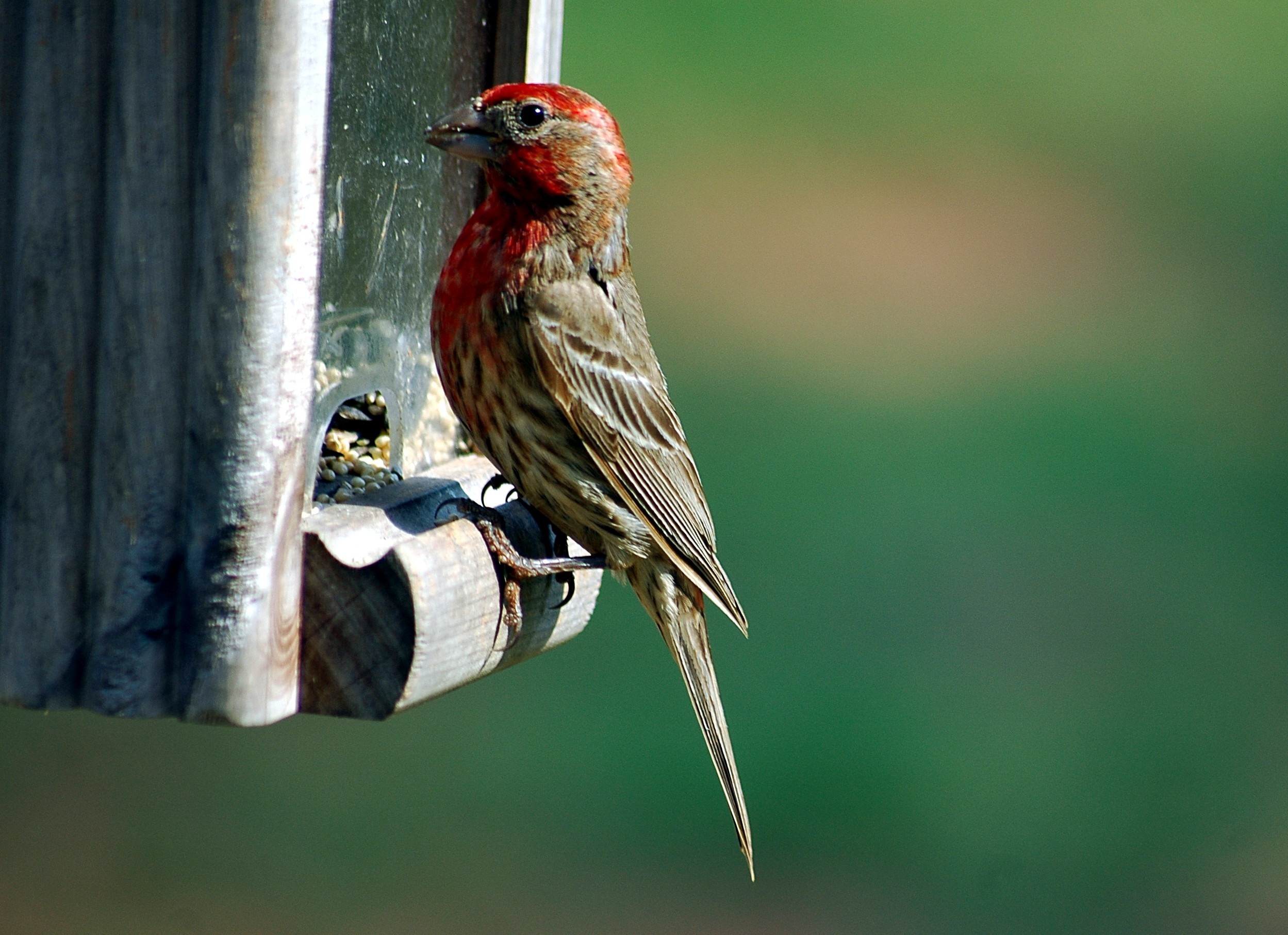 Red Finch Purple Finch - Wild DelightWild Delight