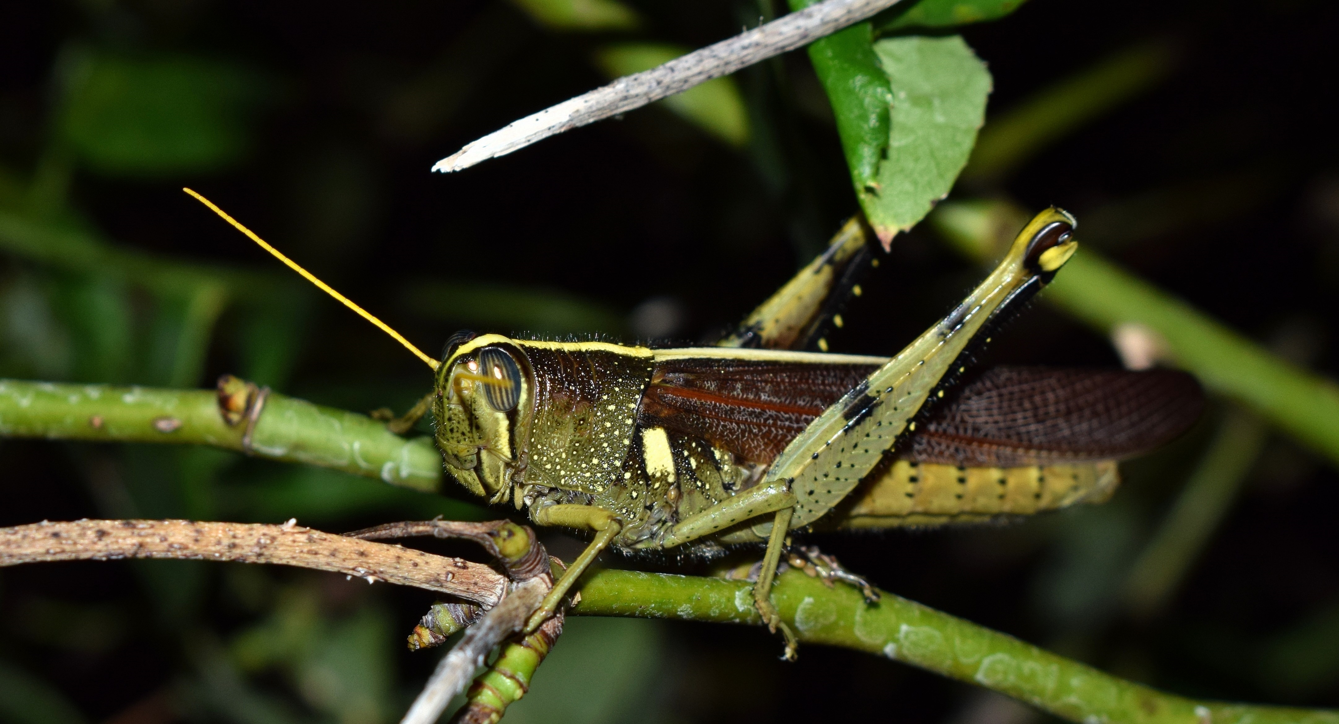 Grasshopper on green branch free image download