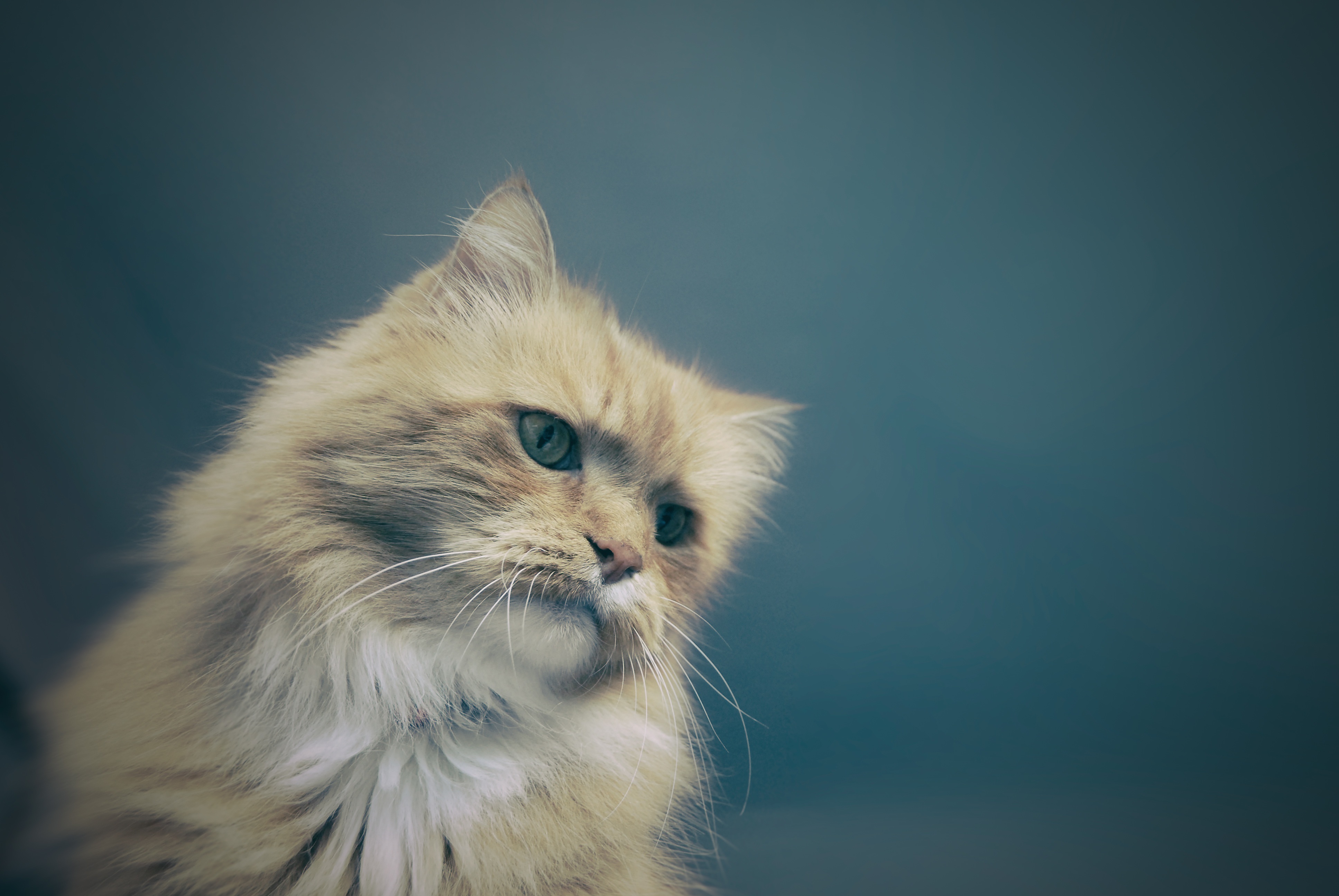 Pleasing Cat Feline free image download