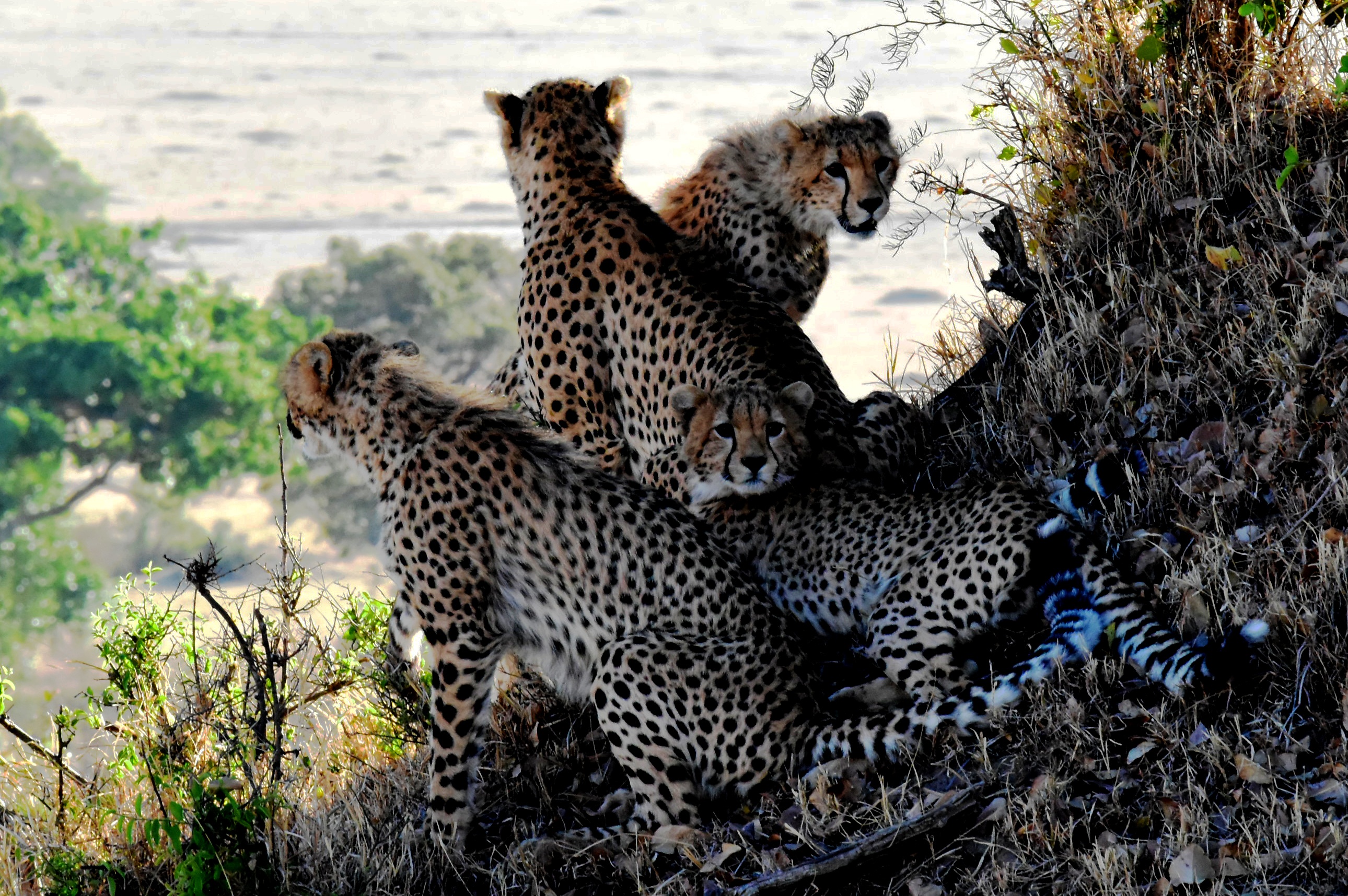 Leopards in Tanzania free image download