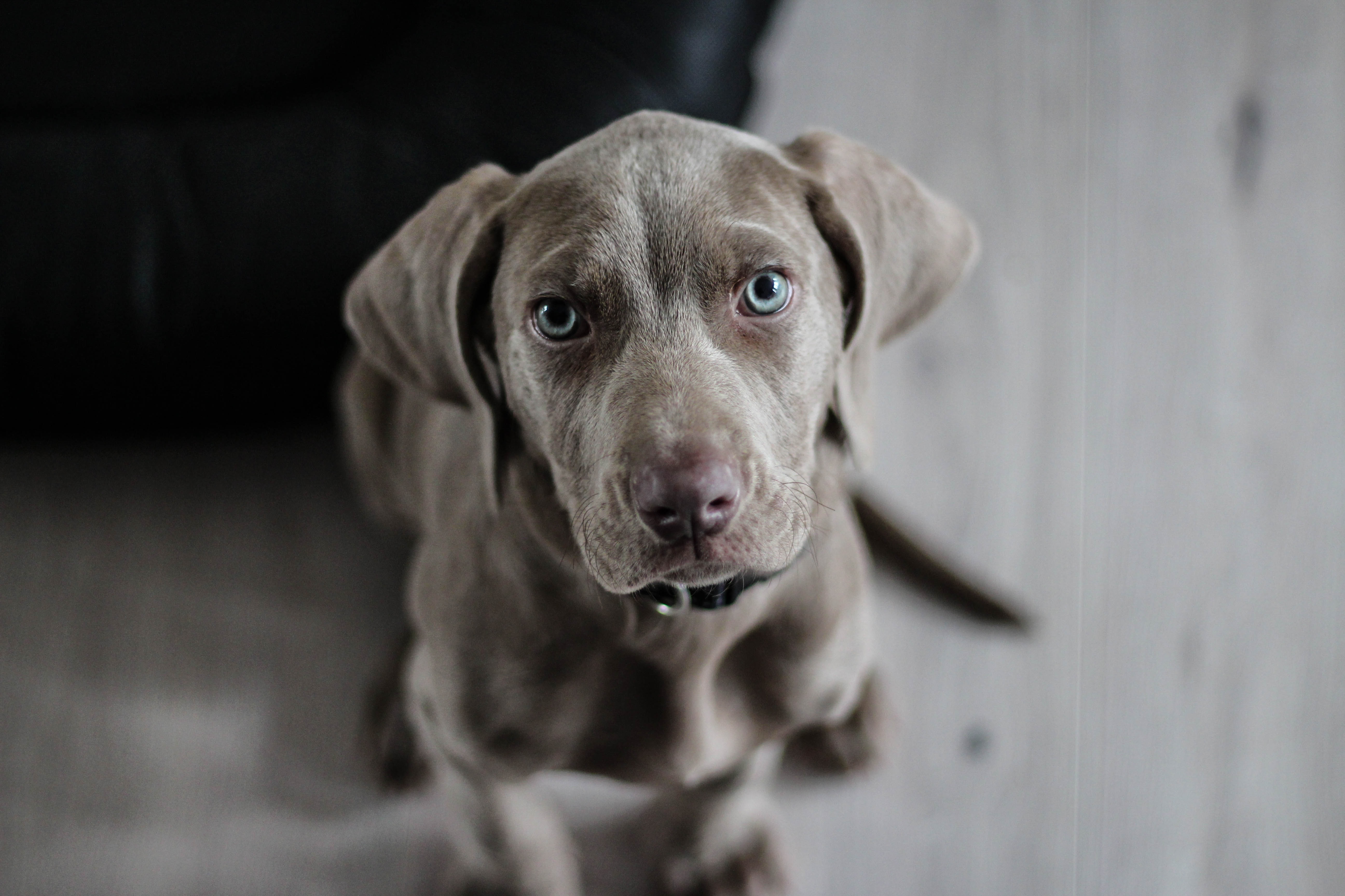 Weimaraner Puppy free image download