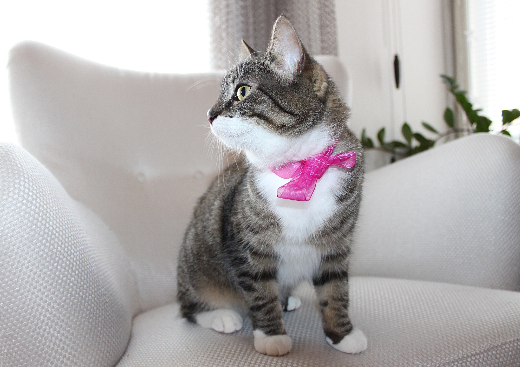Kitten with ribbon on neck free image download