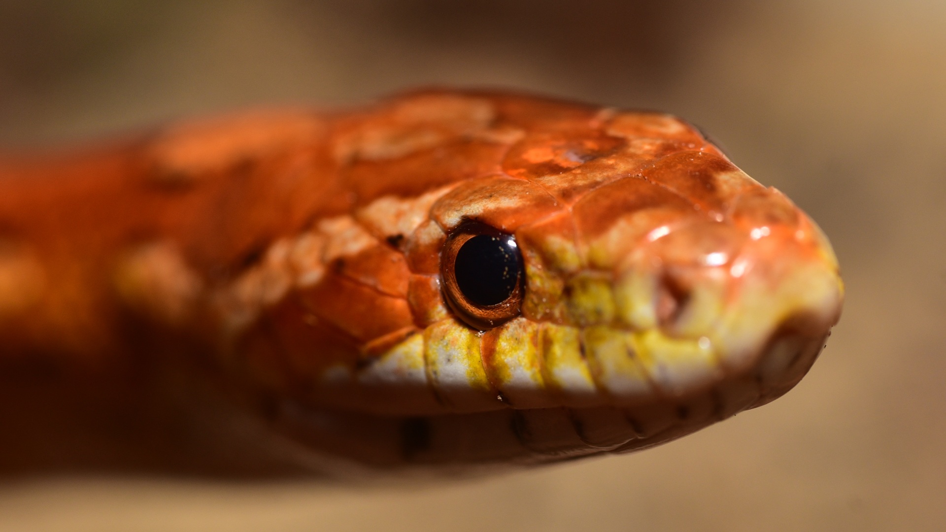 Head of an orange corn snake free image download