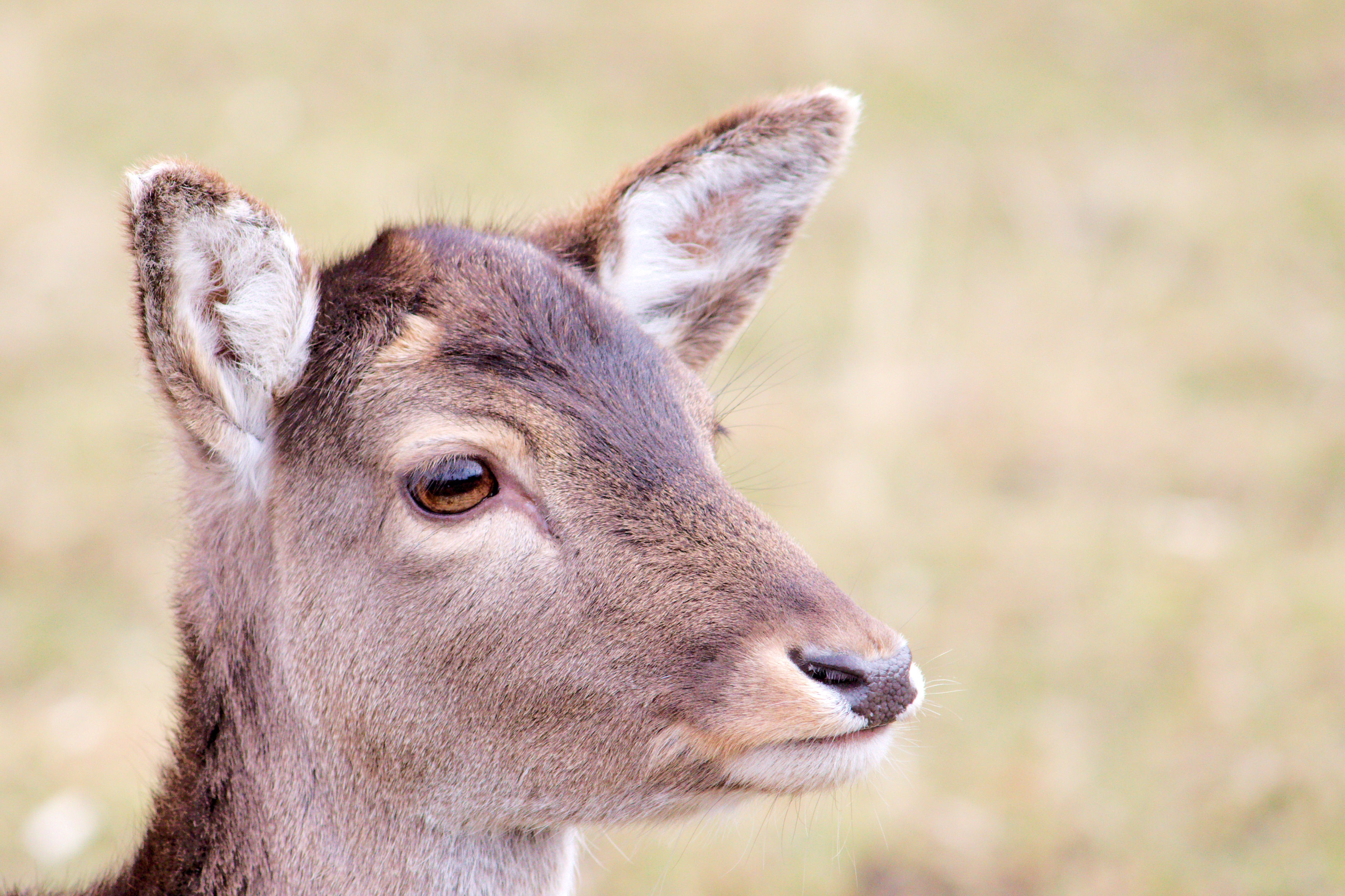 Wild Roe Deer on a field free image download