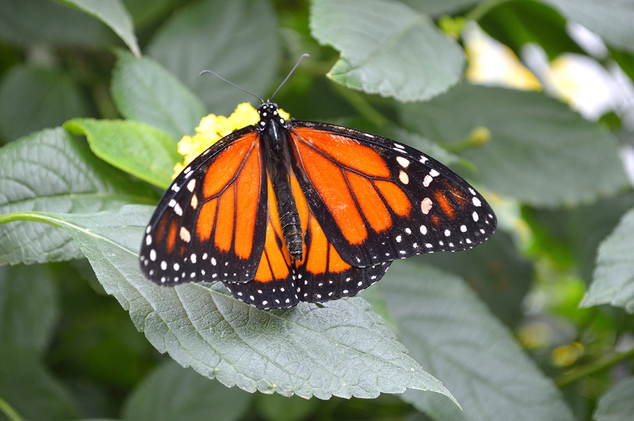 Perfect beautiful Monarch Butterfly free image download