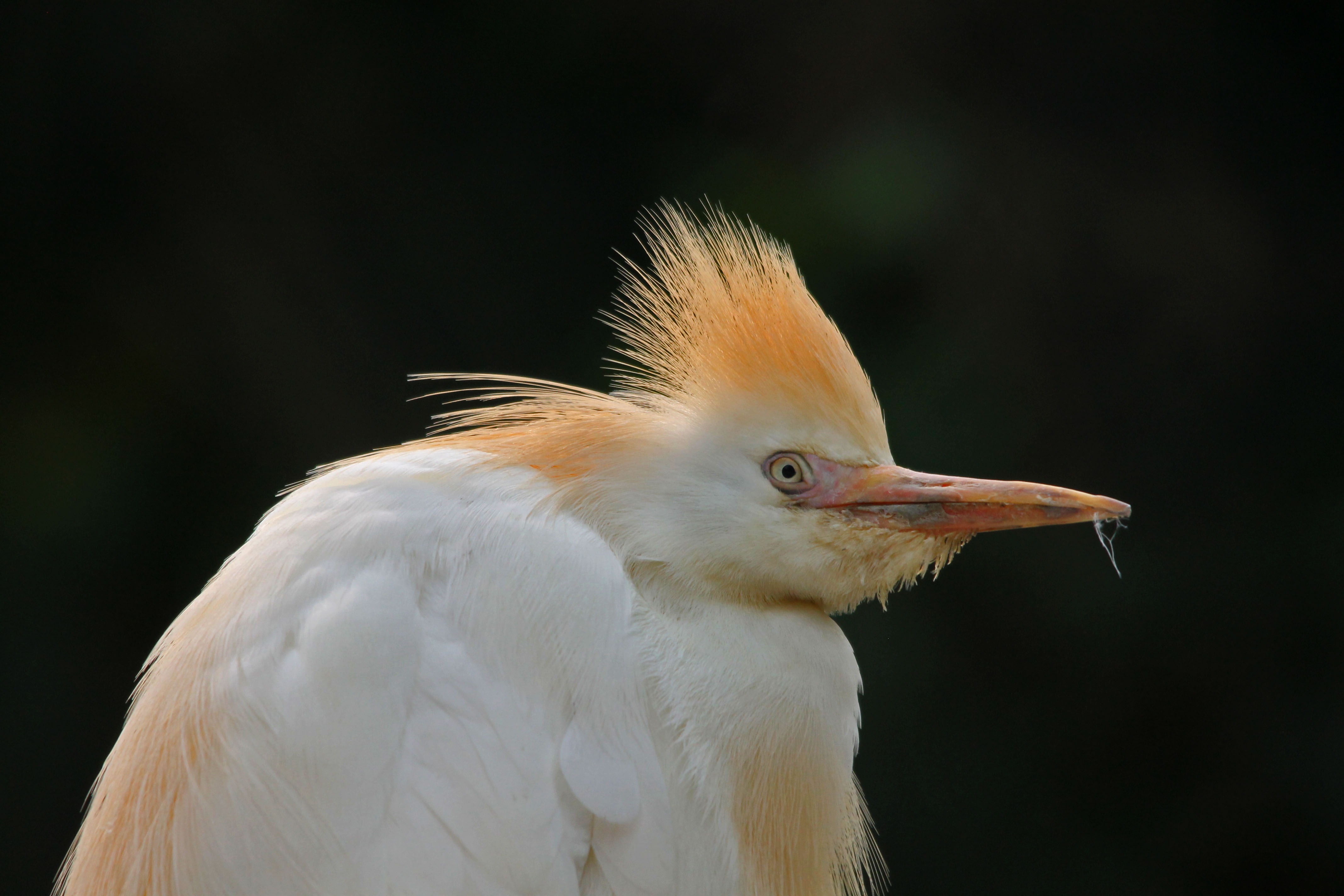 Cattle Egret Bird free image download