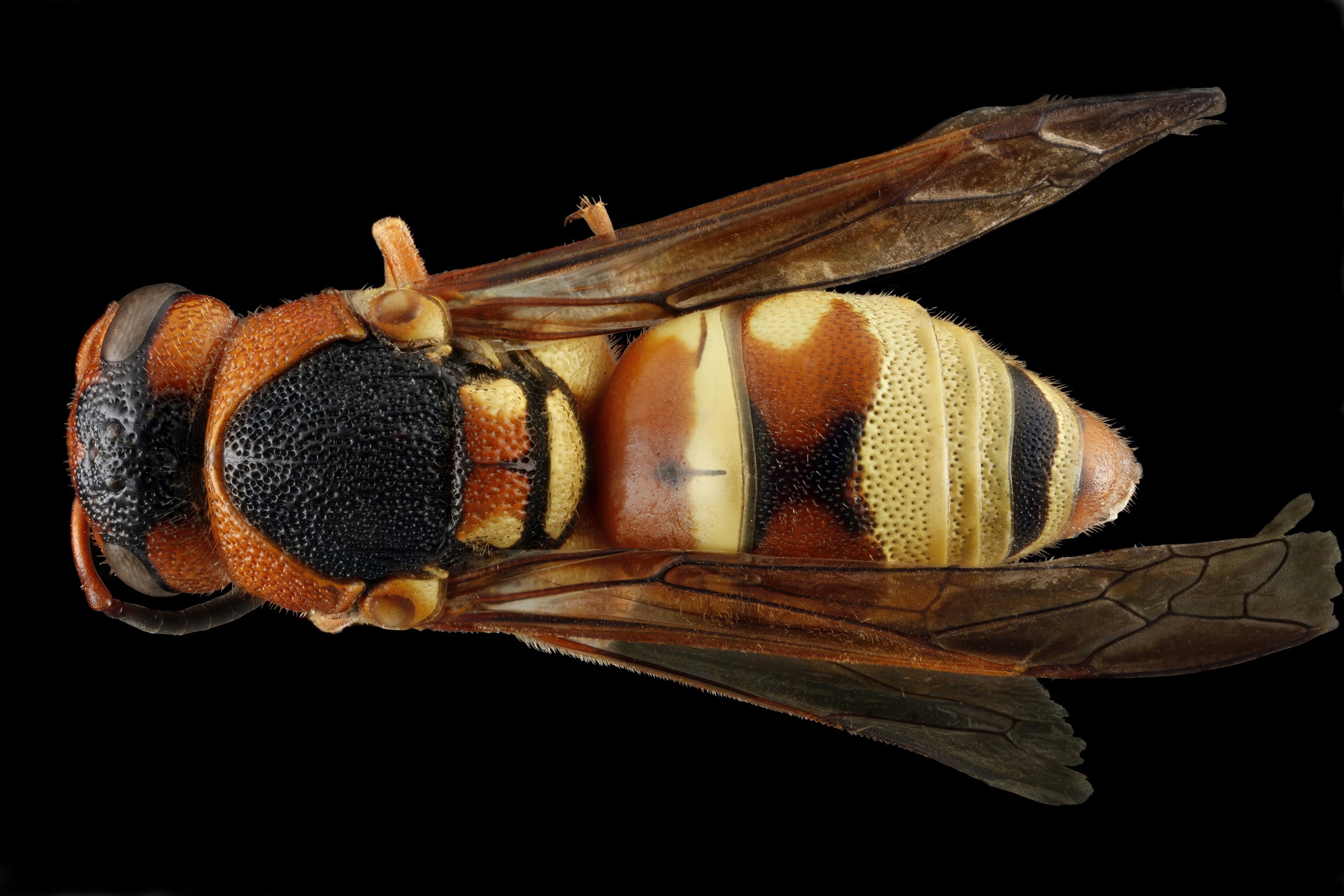 Macro photo of Wasp free image download