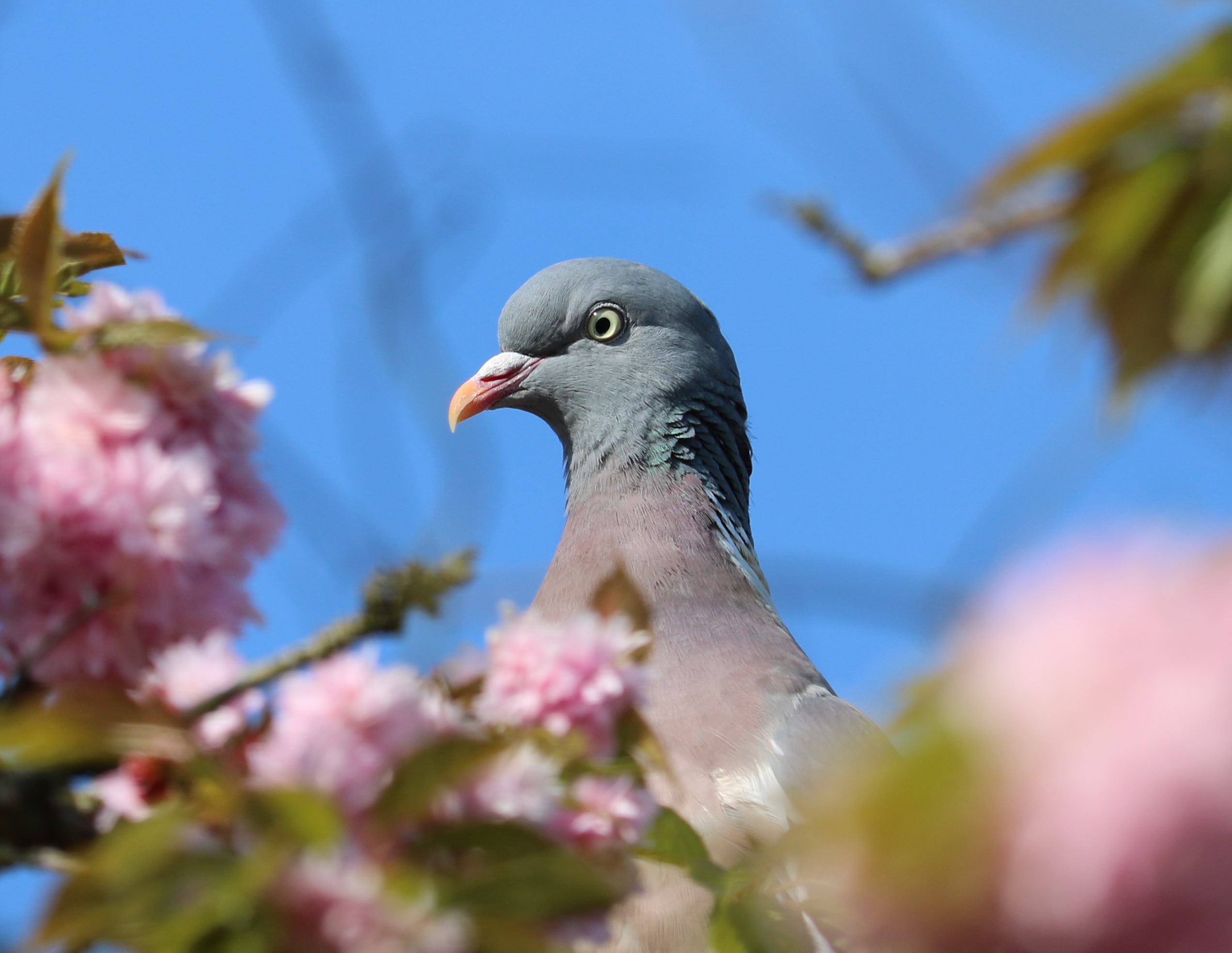 Dove among flowers on a sunny day free image download