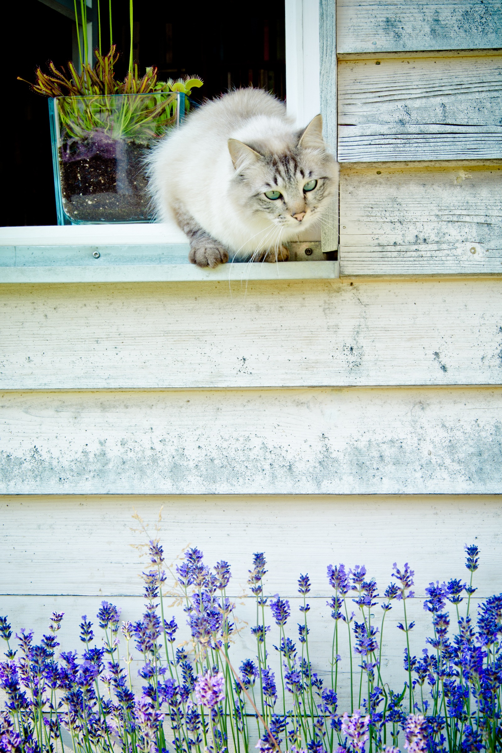 White cat sitting on the windowsill free image download