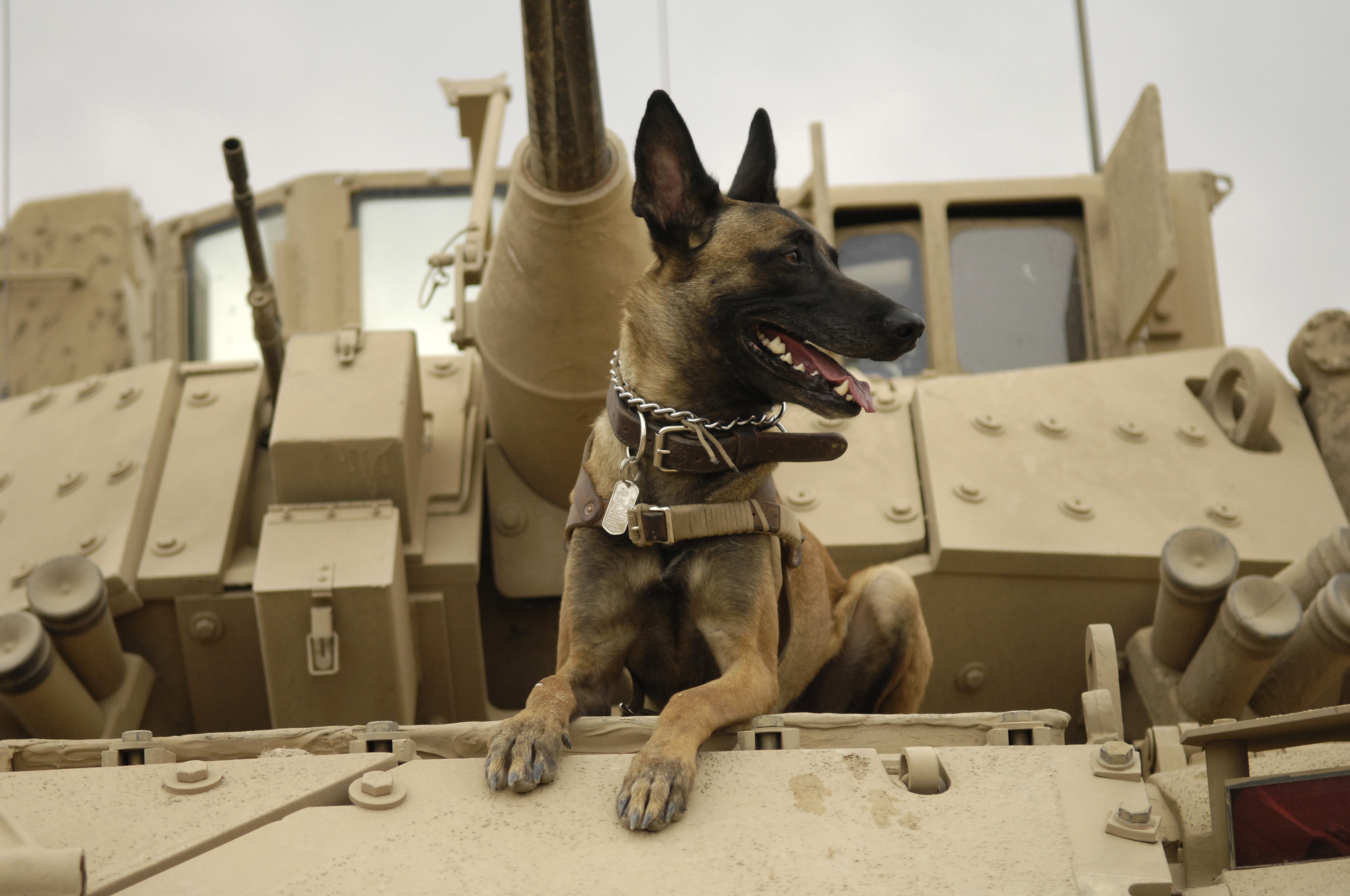 Dog on a tank free image download