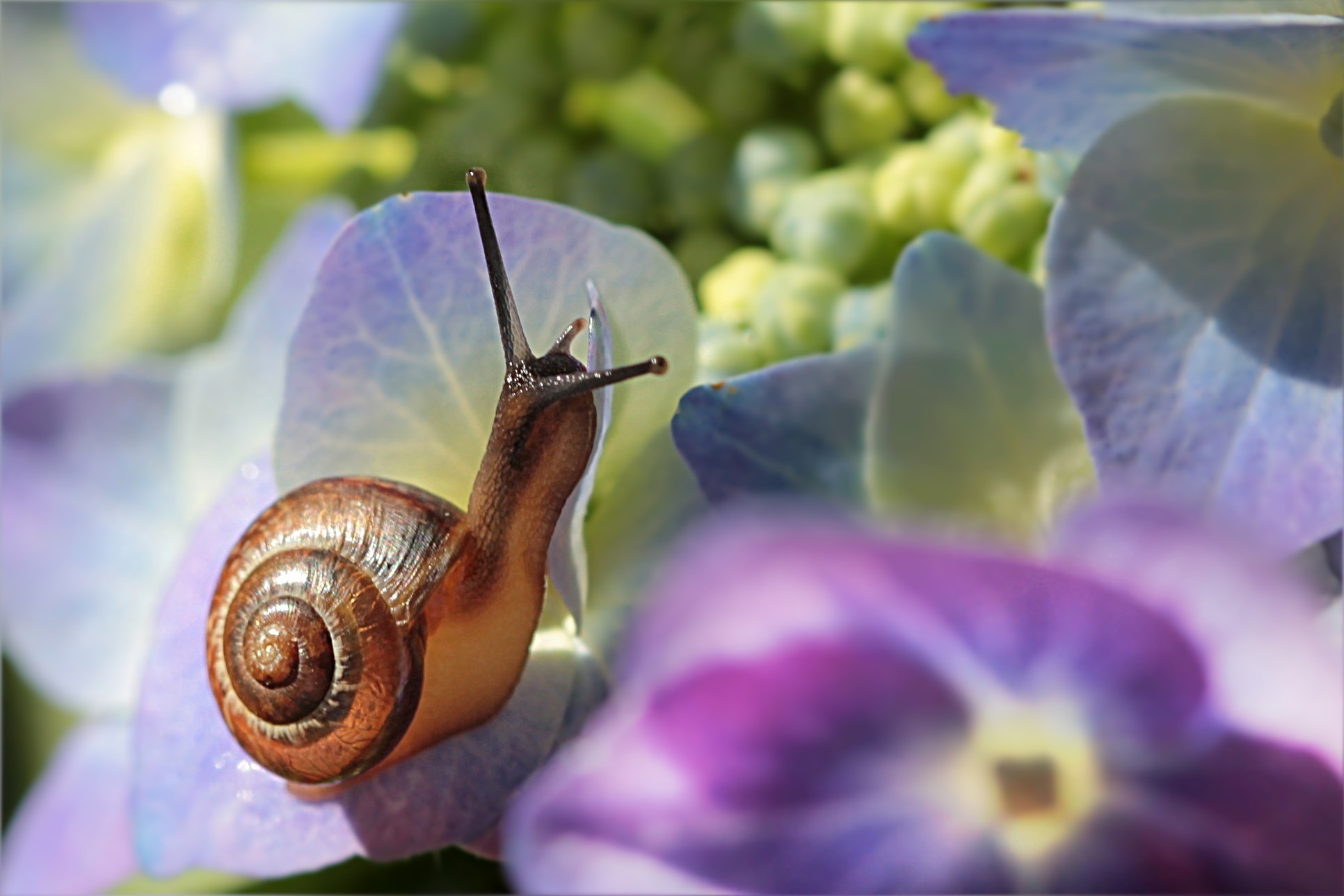 Brown snail on violet free image download