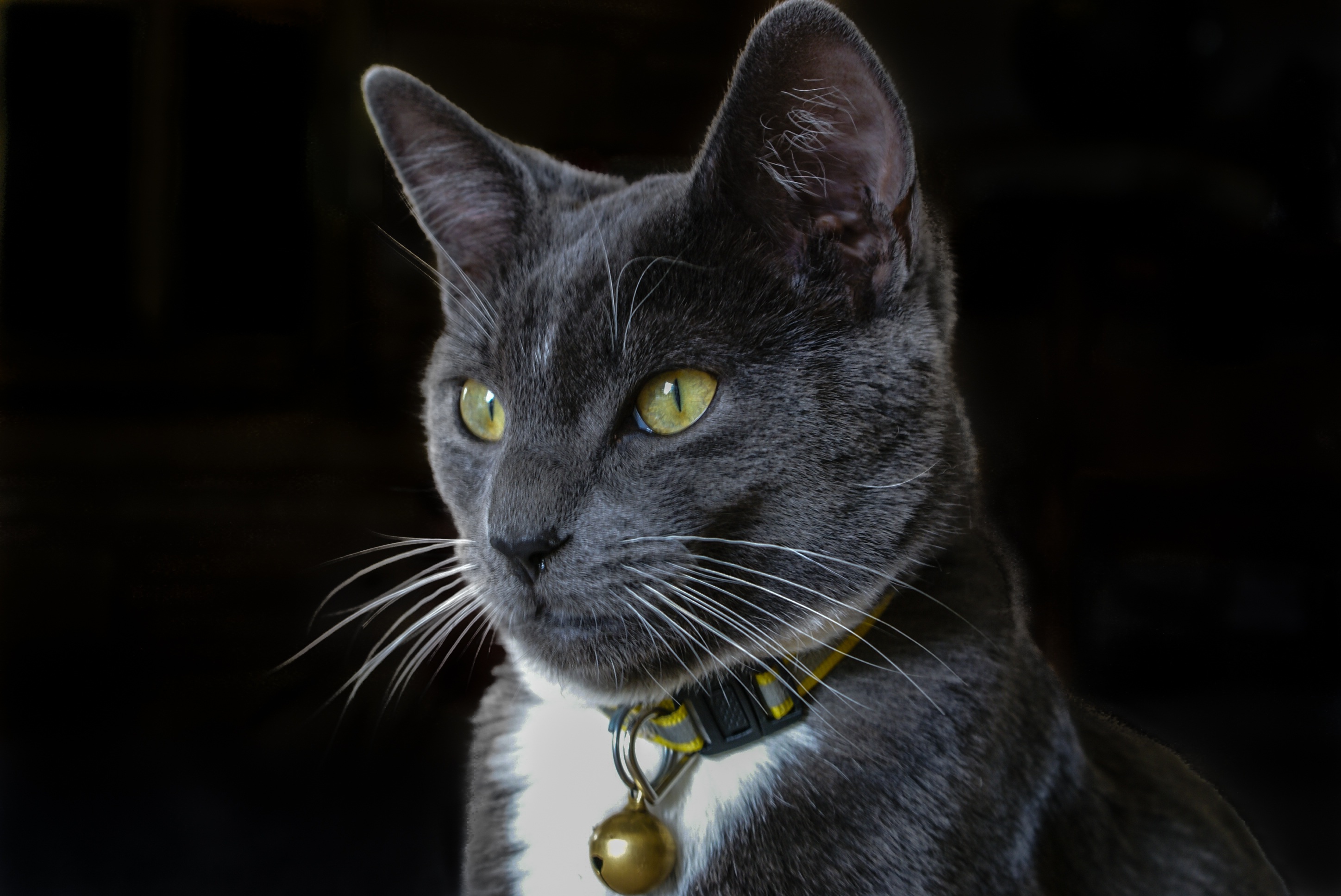 Portrait of a gray cat with a collar free image download