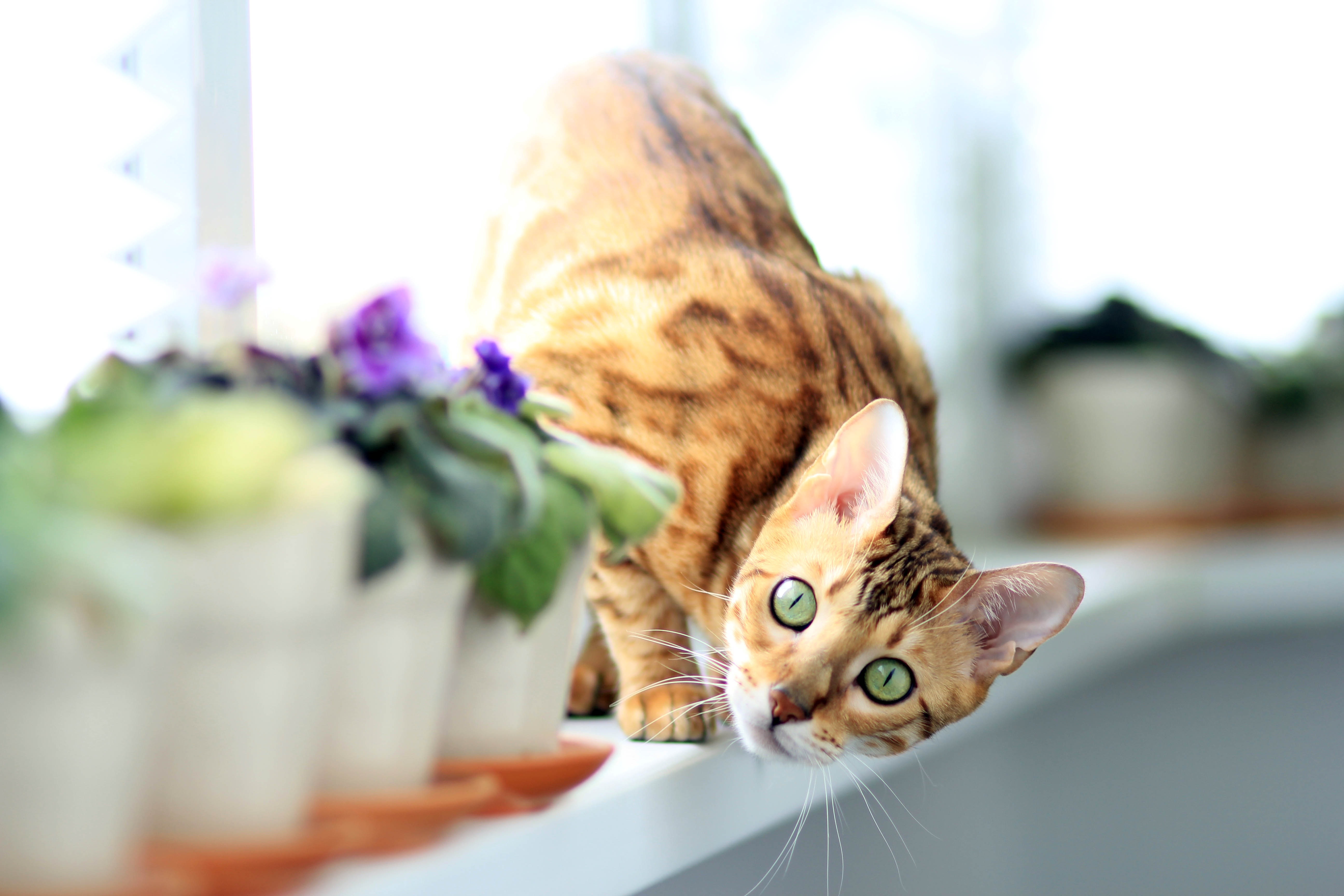 Curious kitty on the windowsill free image download