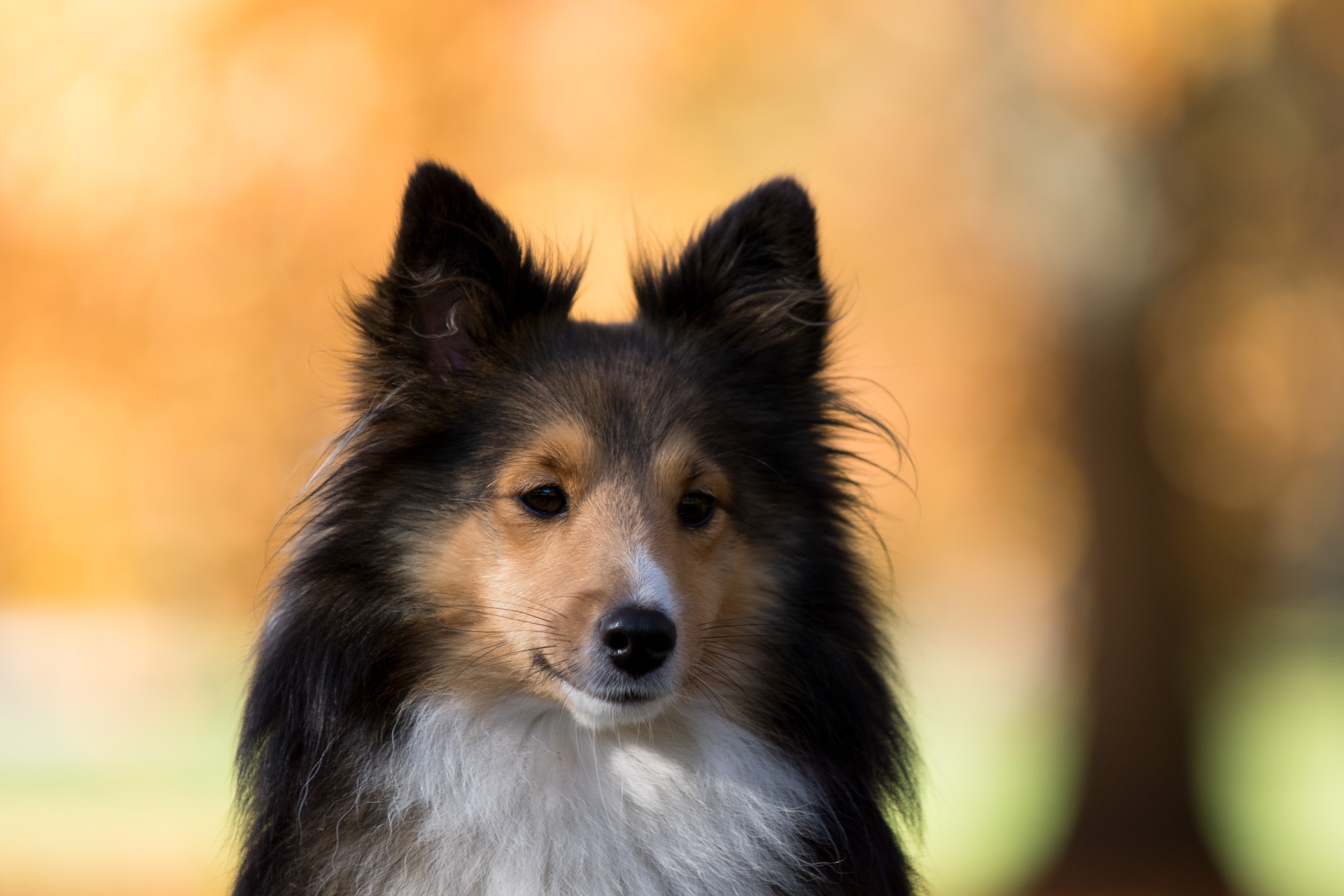 Cute Sheltie dog free image download