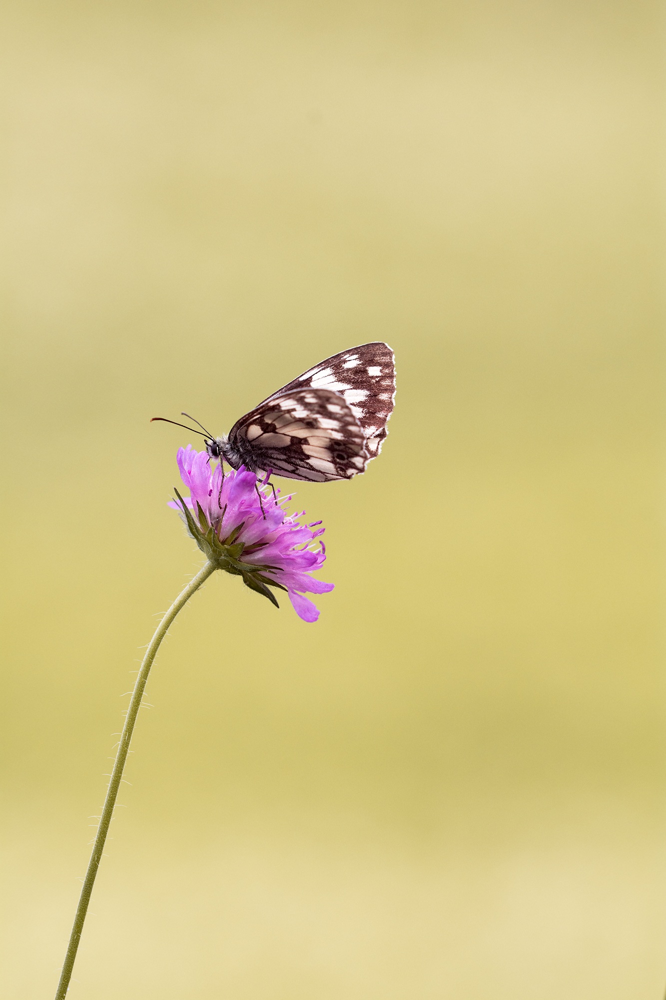 Checkered butterfly on the flower free image download