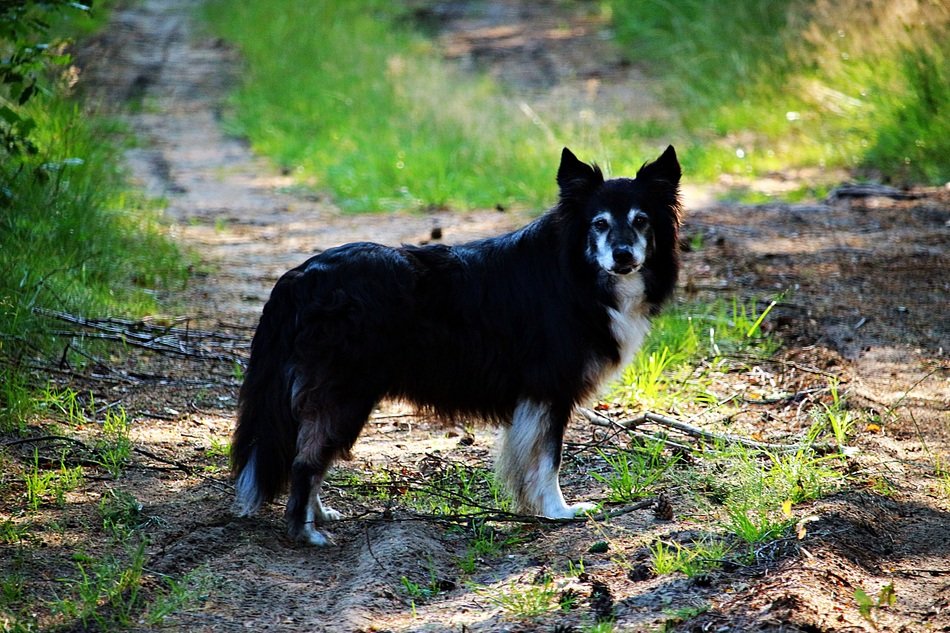 Black collie stands on the road free image download