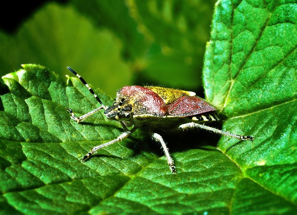 Pluskwiak on a green leaf free image download