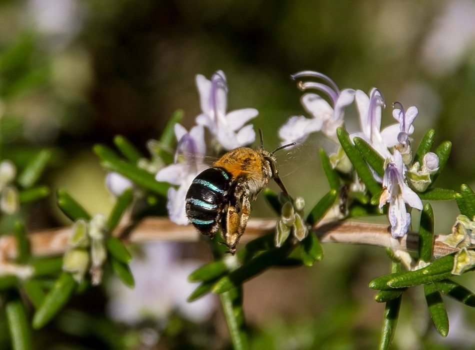 Macro picture of the Blue-Banded Bee free image download
