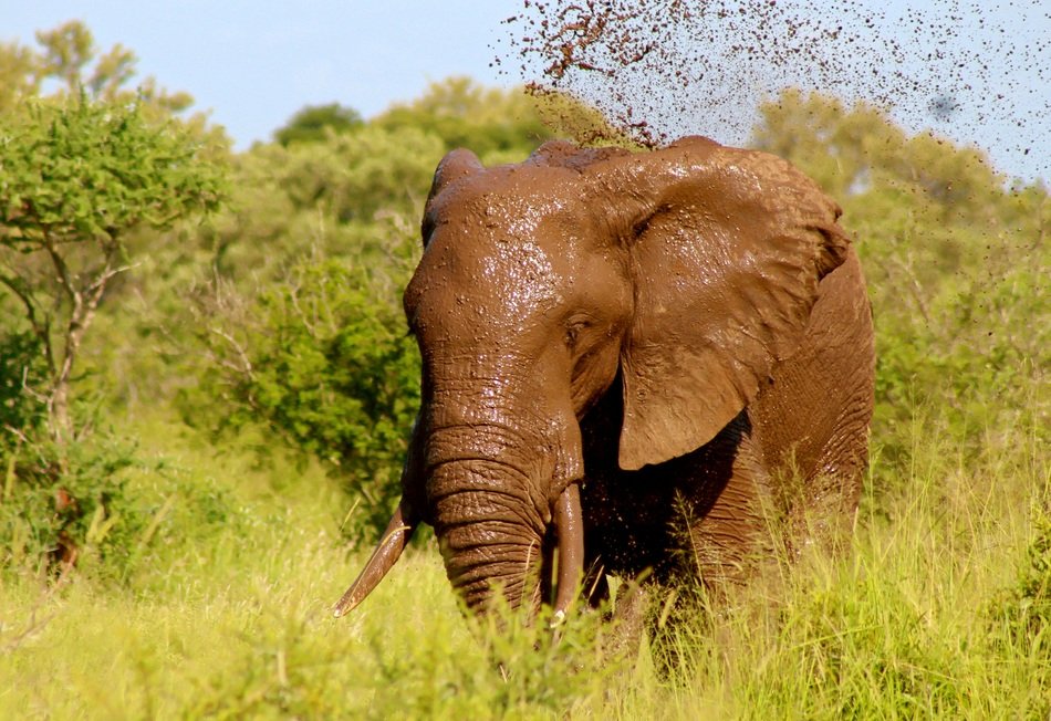 Perfect beautiful Elephant free image download