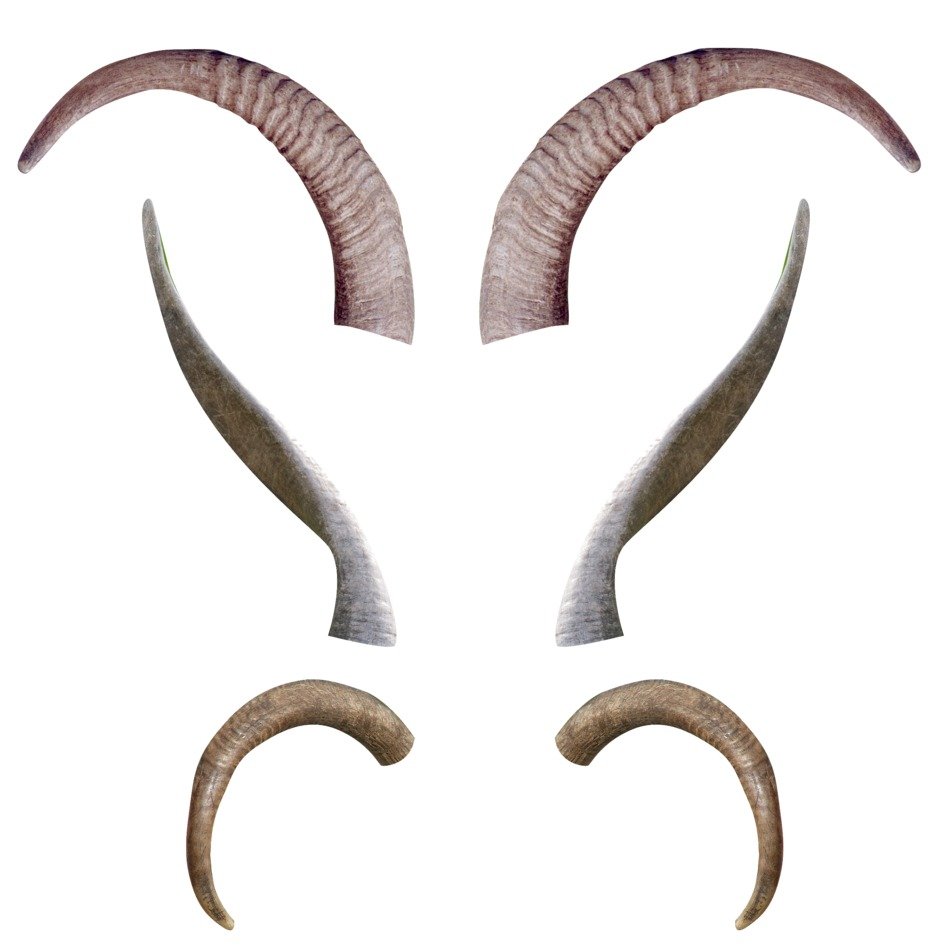 Types of horns free image download